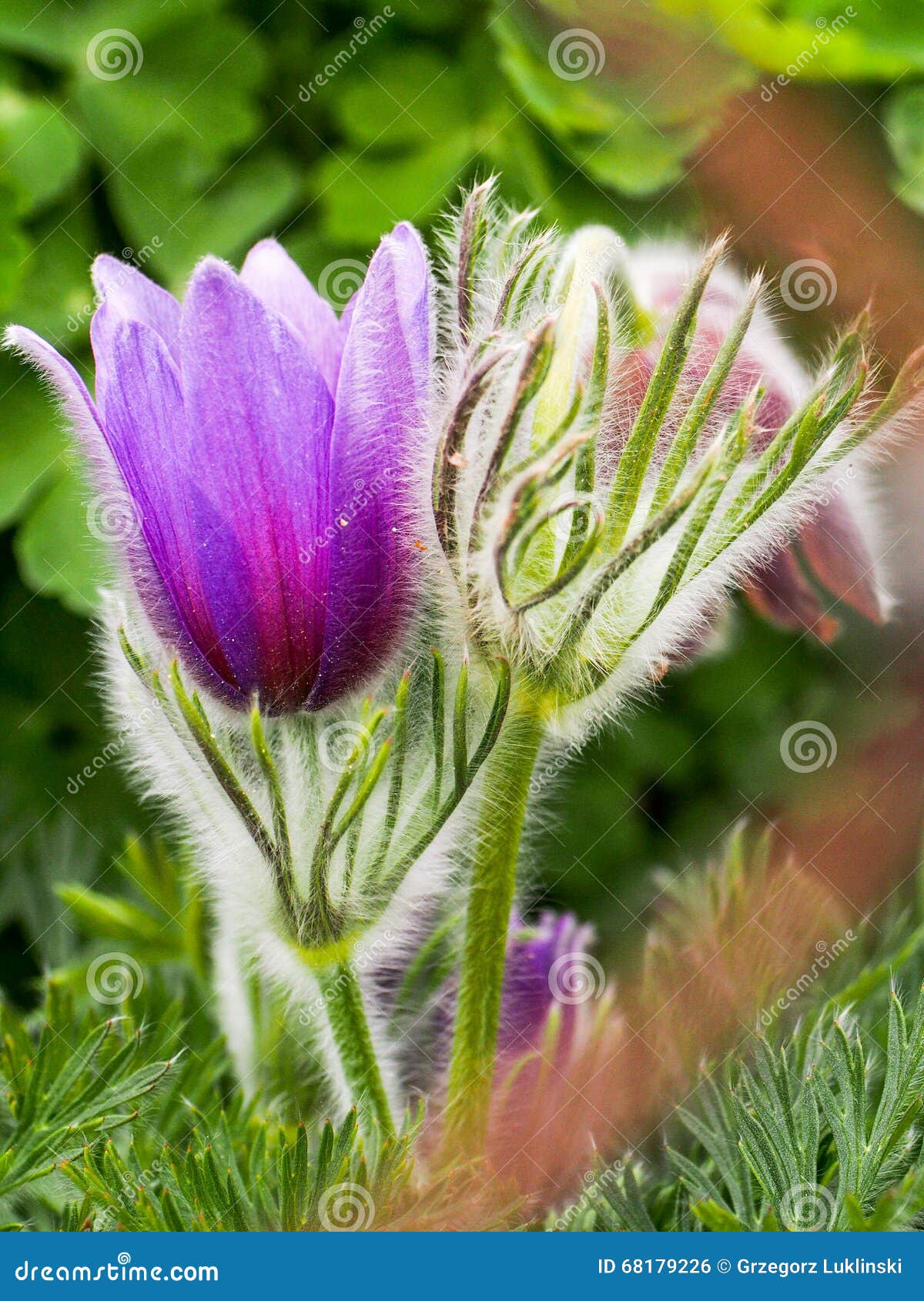 Early Spring Praire Stock Photos - Free & Royalty-Free Stock Photos ...