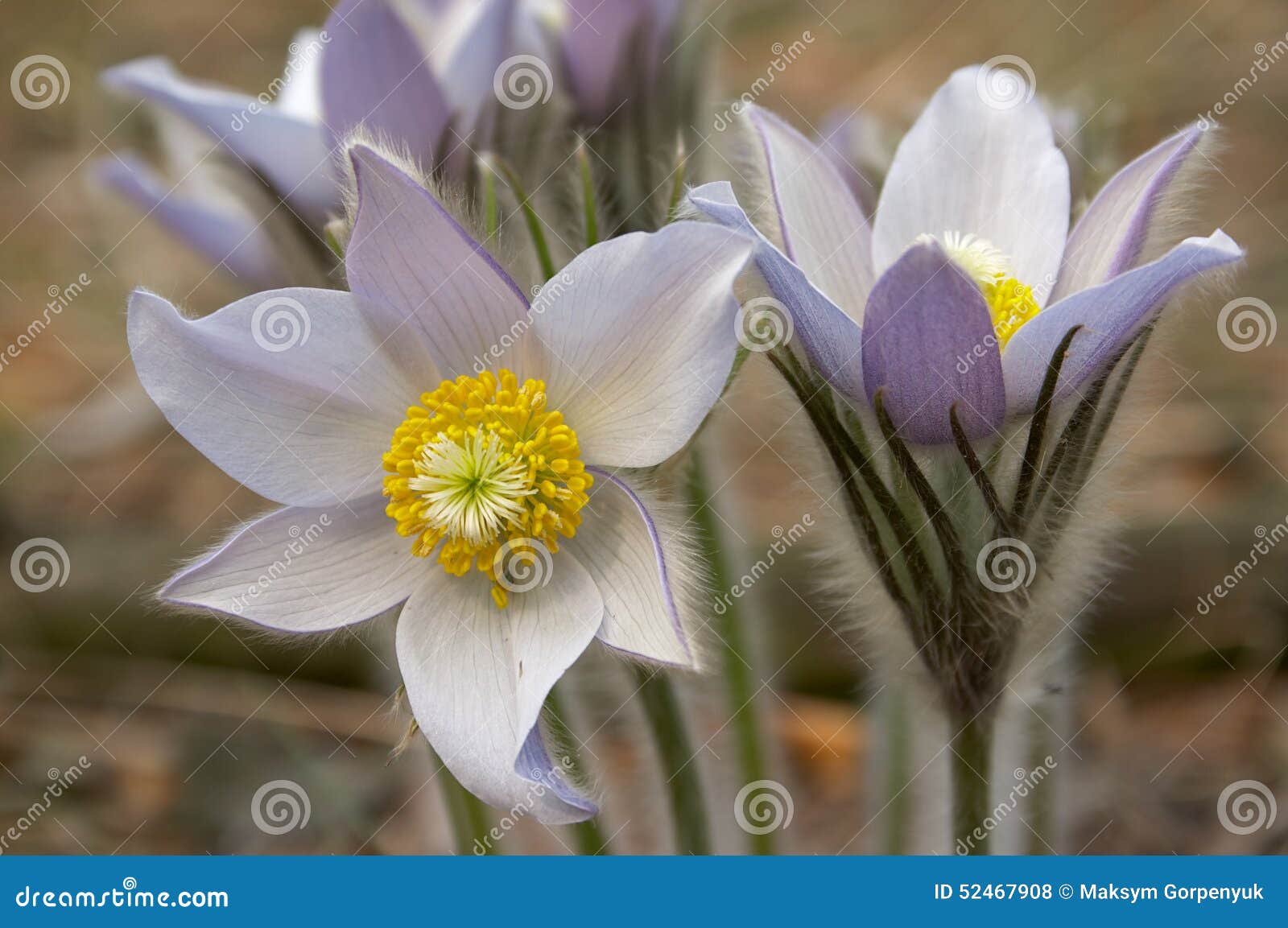 Pasque Flower Stock Photo | CartoonDealer.com #9541416