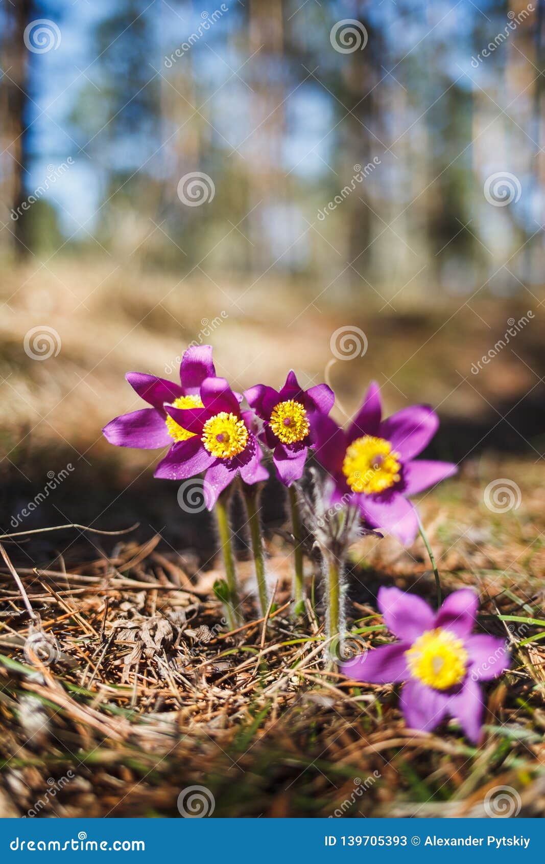Pasque-flower Grows in the Forest in Early Spring Stock Image - Image ...