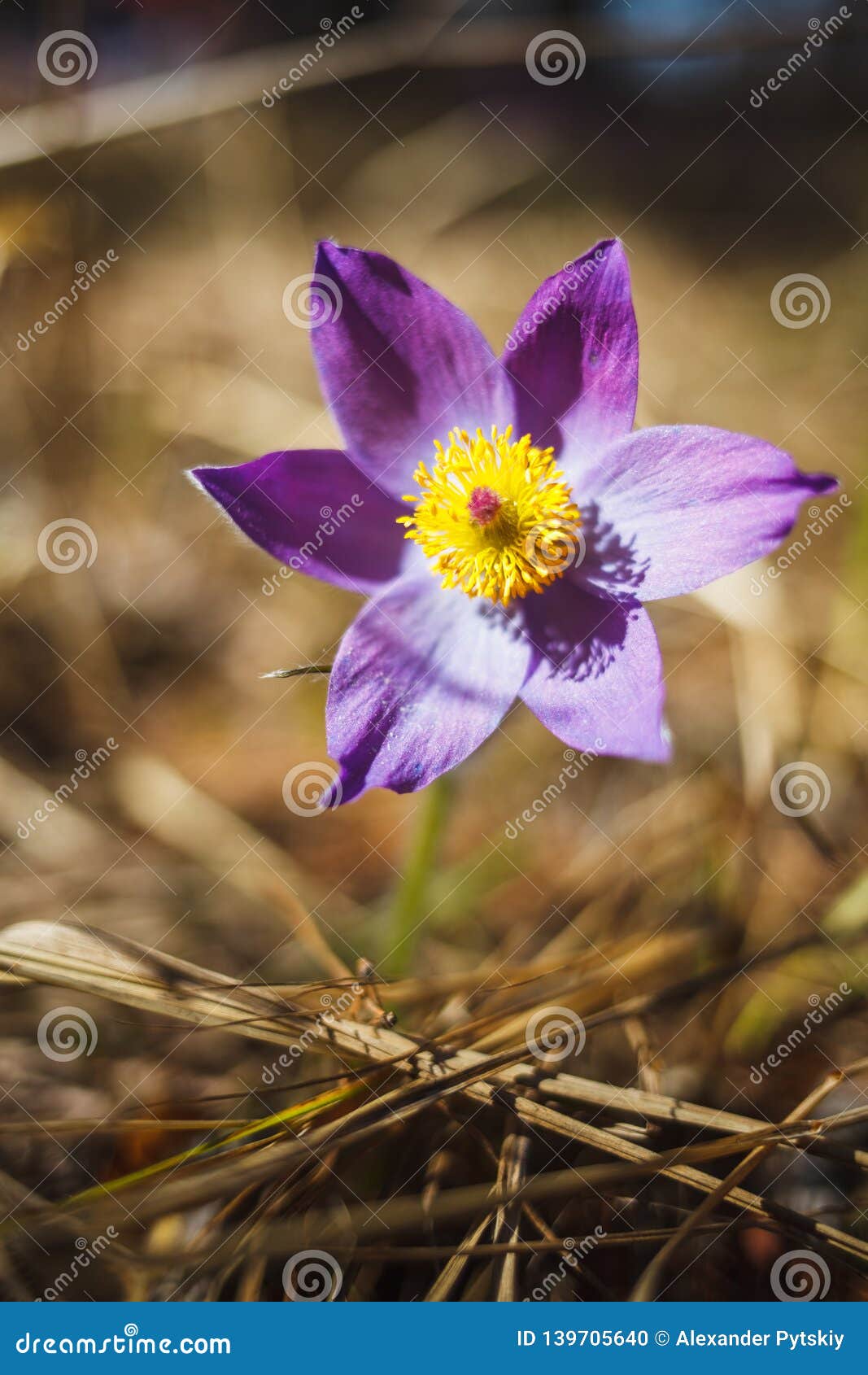 Pasque-flower Grows in the Forest in Early Spring Stock Photo - Image ...