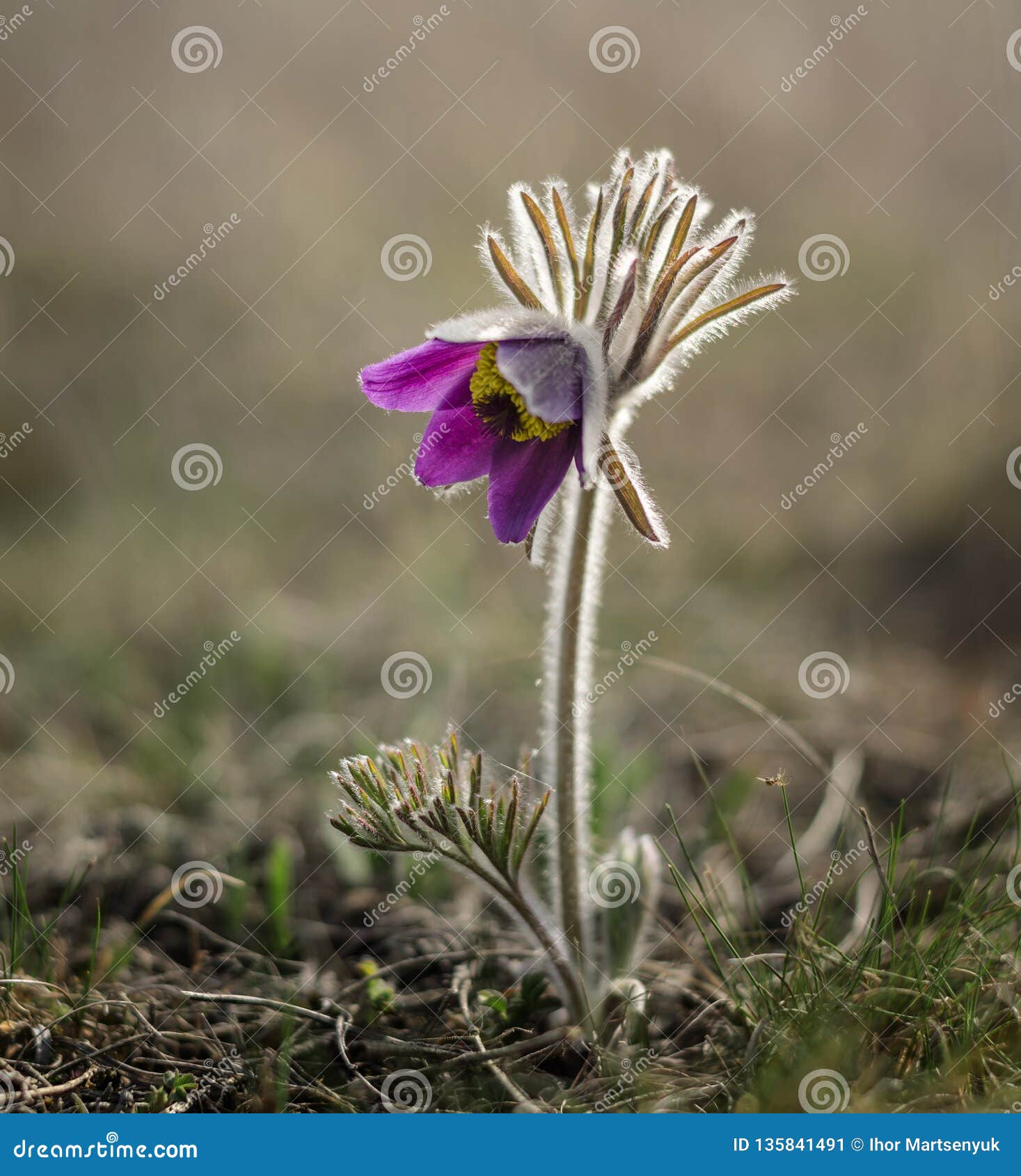 Pasque flower bloom stock image. Image of foliage, fritillaria - 135841491