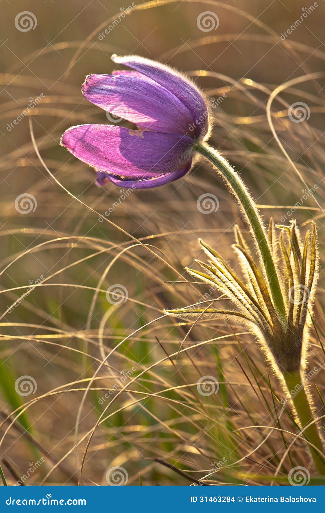 Pasque-flower on the Meadow Stock Photo - Image of outdoors, meadow ...