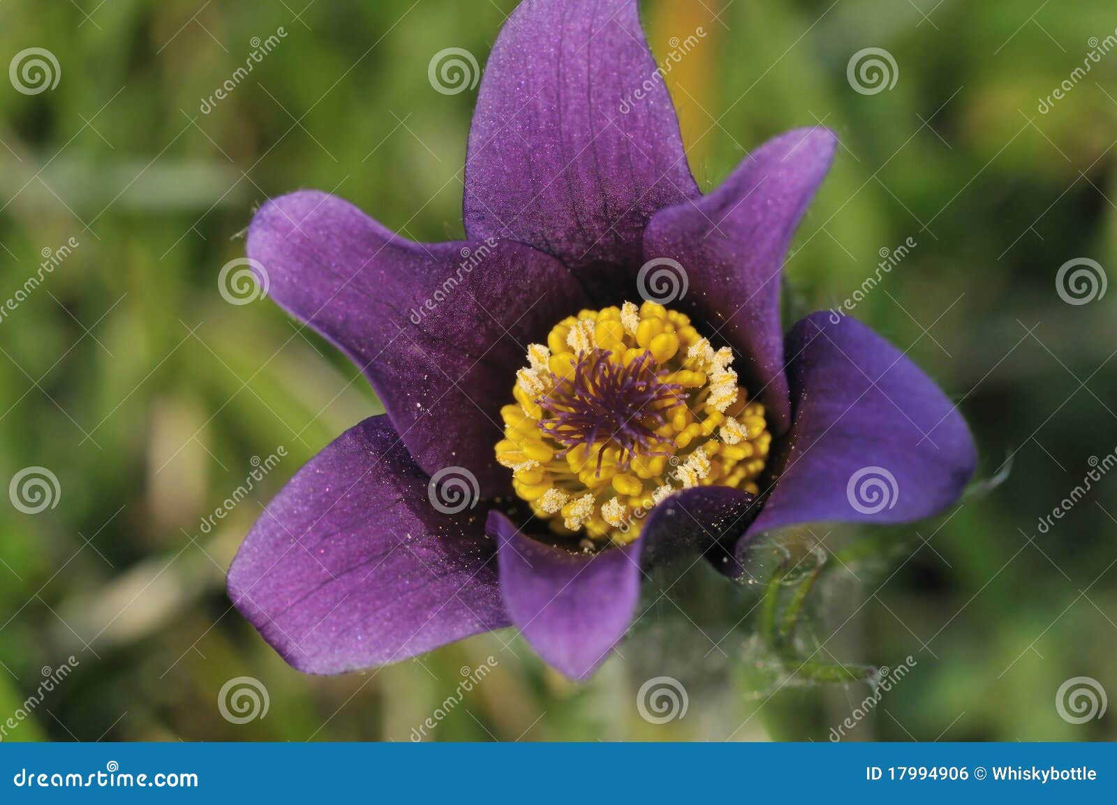 Pasque Flower - Pulsatilla Vulgaris Stock Photo - Image of ...