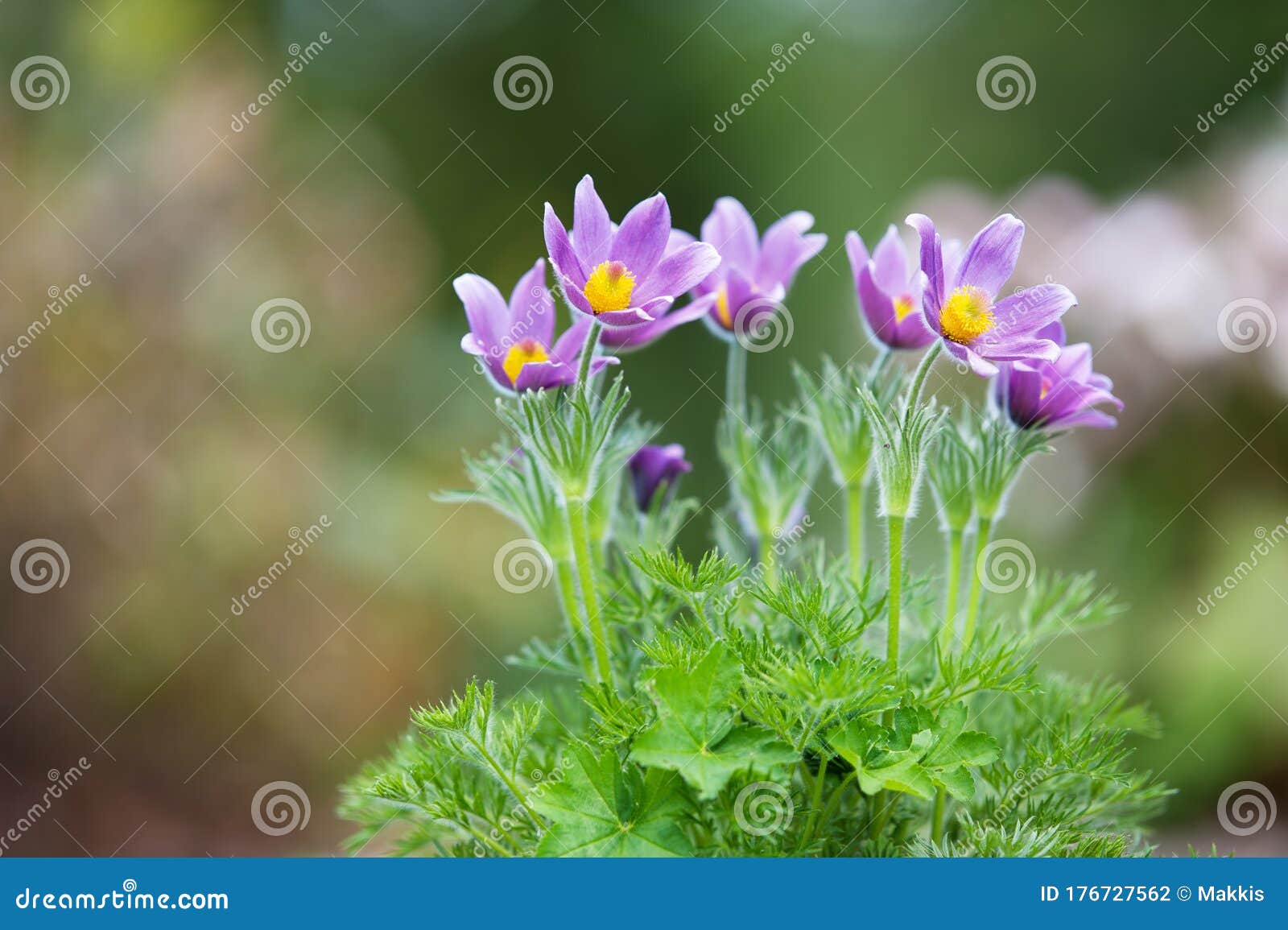 Purple Pasque Flowers in Springtime Stock Photo - Image of soft, pasque ...