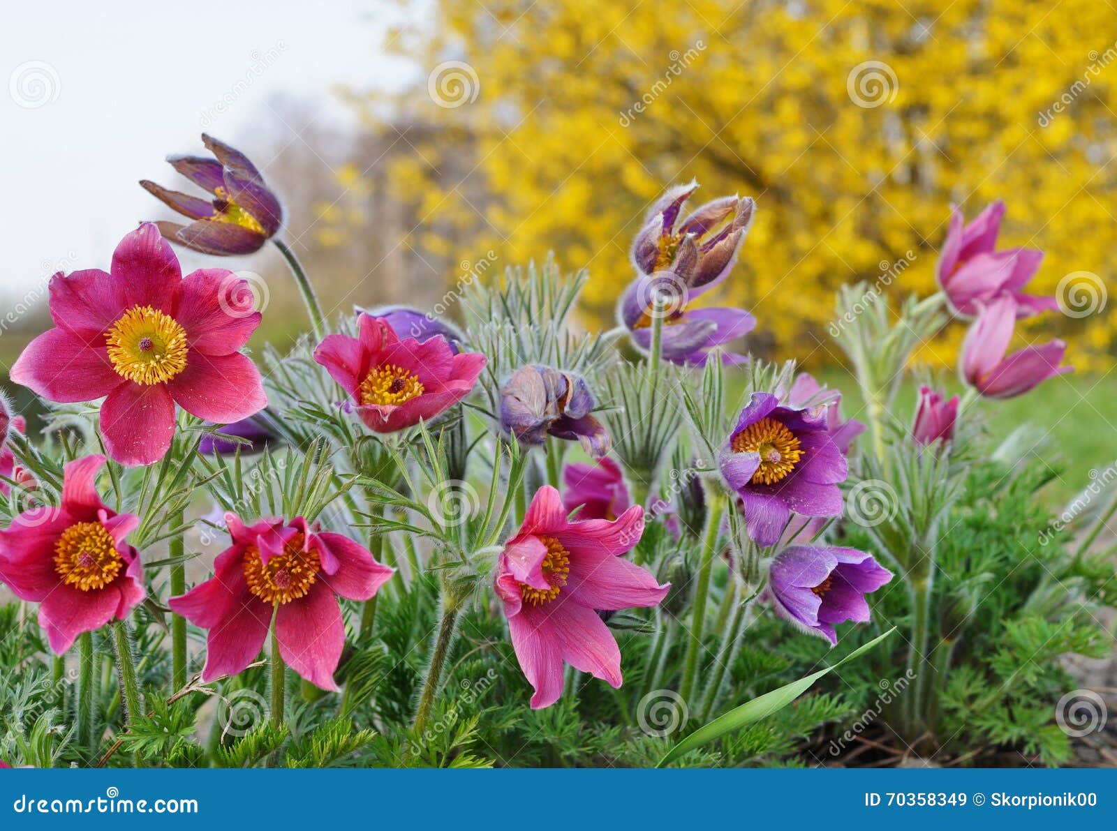 Pasque Flower,(Pulsatilla Vulgaris) Stock Image - Image of green ...