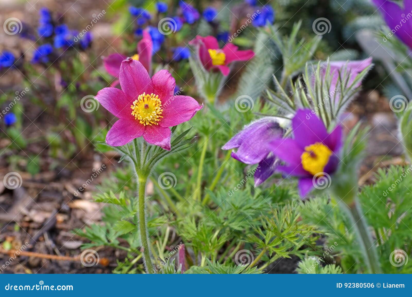 Pulsatilla Vulgaris, The Pasqueflower. Close-up. With A Green Striped ...