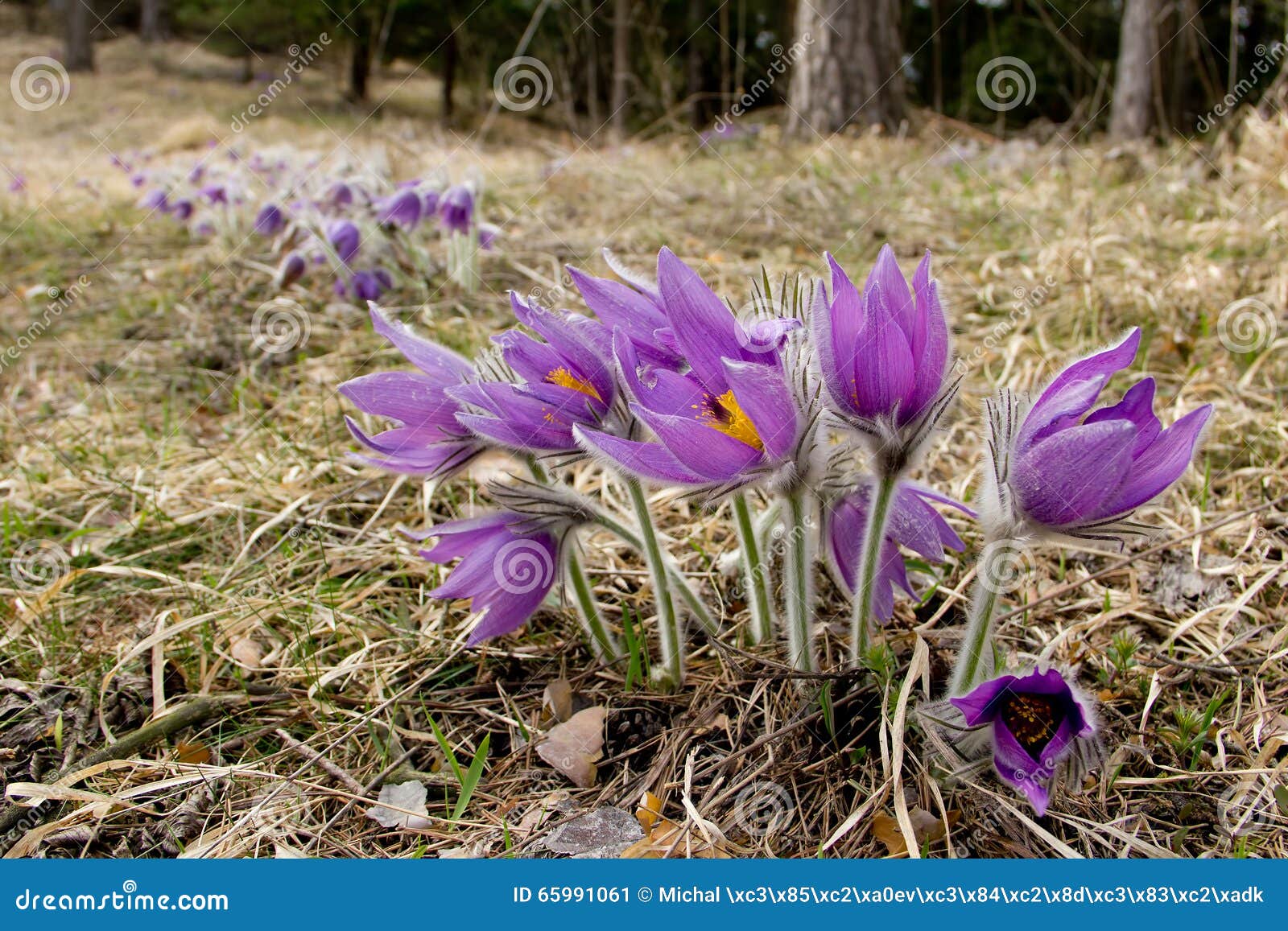 Pasque Flower stock image. Image of spring, meadow, vegetation - 65991061