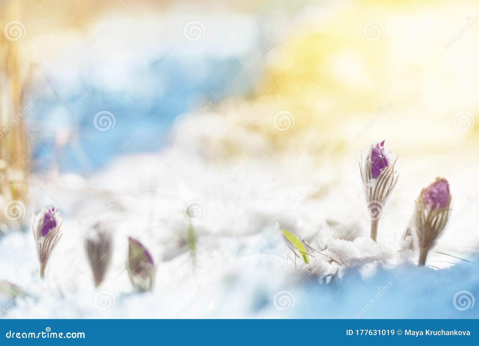 Pasque-flower on Snow in Sunlight Stock Image - Image of landscape ...