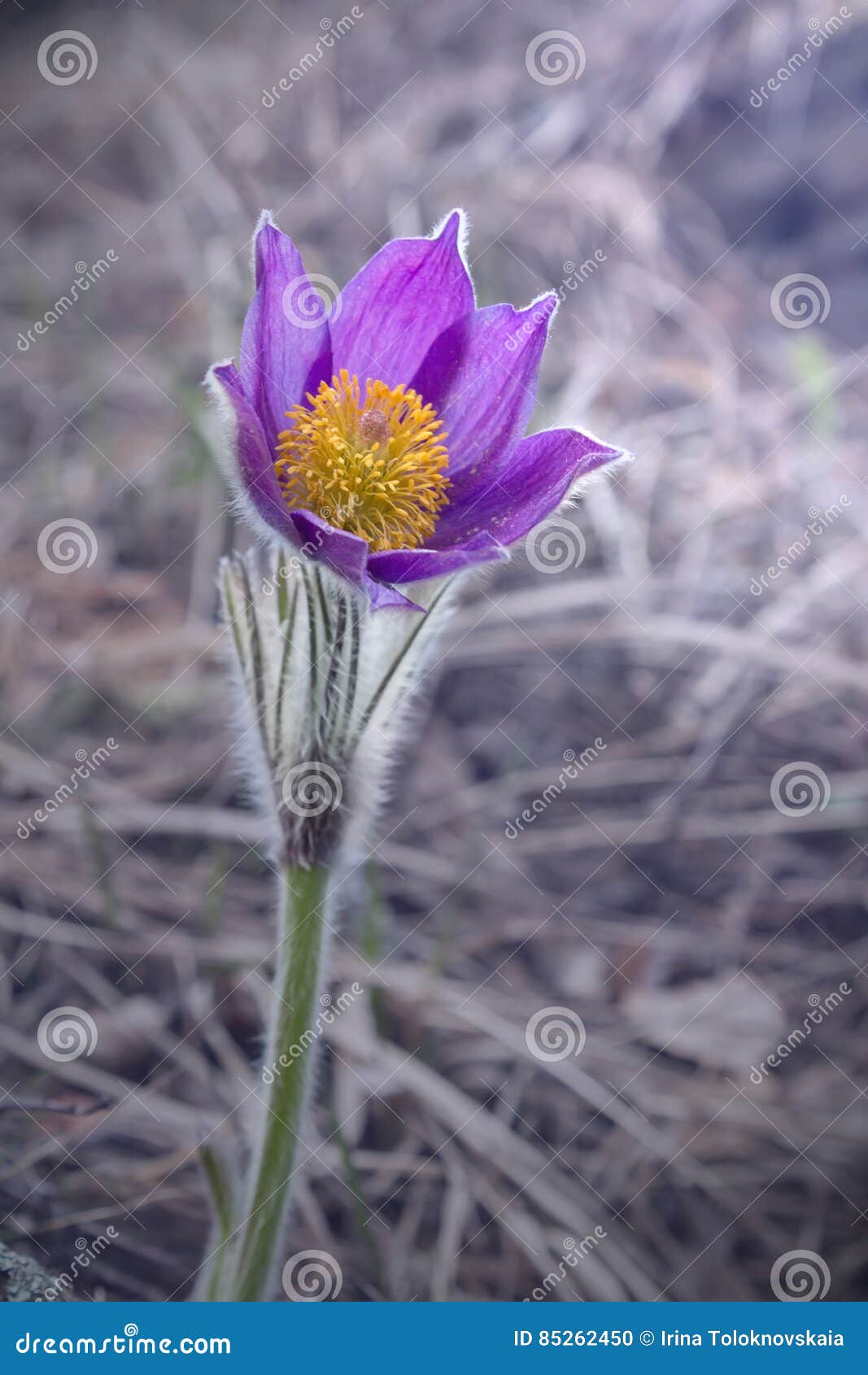 Pasque flower in spring. stock photo. Image of pasque - 85262450