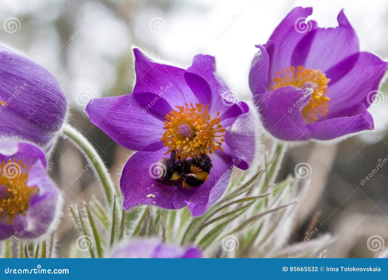 Pasque flower in spring. stock photo. Image of nature - 85665532