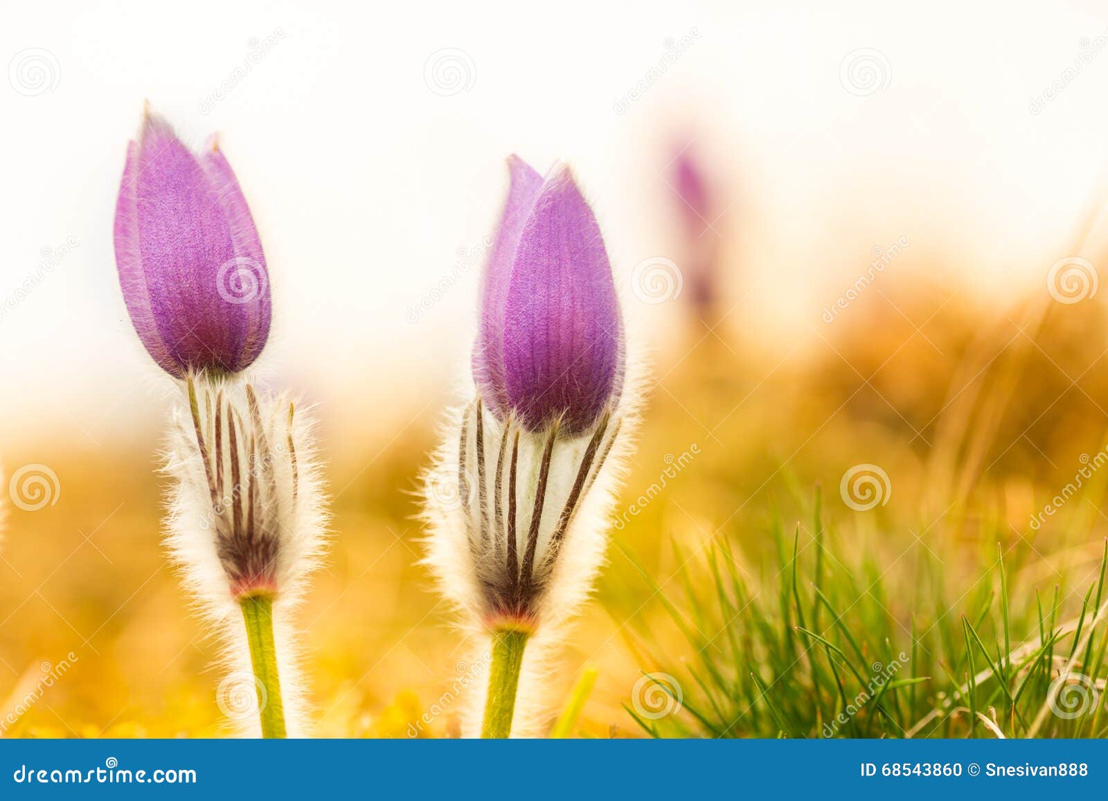 Pasque Flower at Sunrise. Closeup. Stock Photo - Image of blossom ...