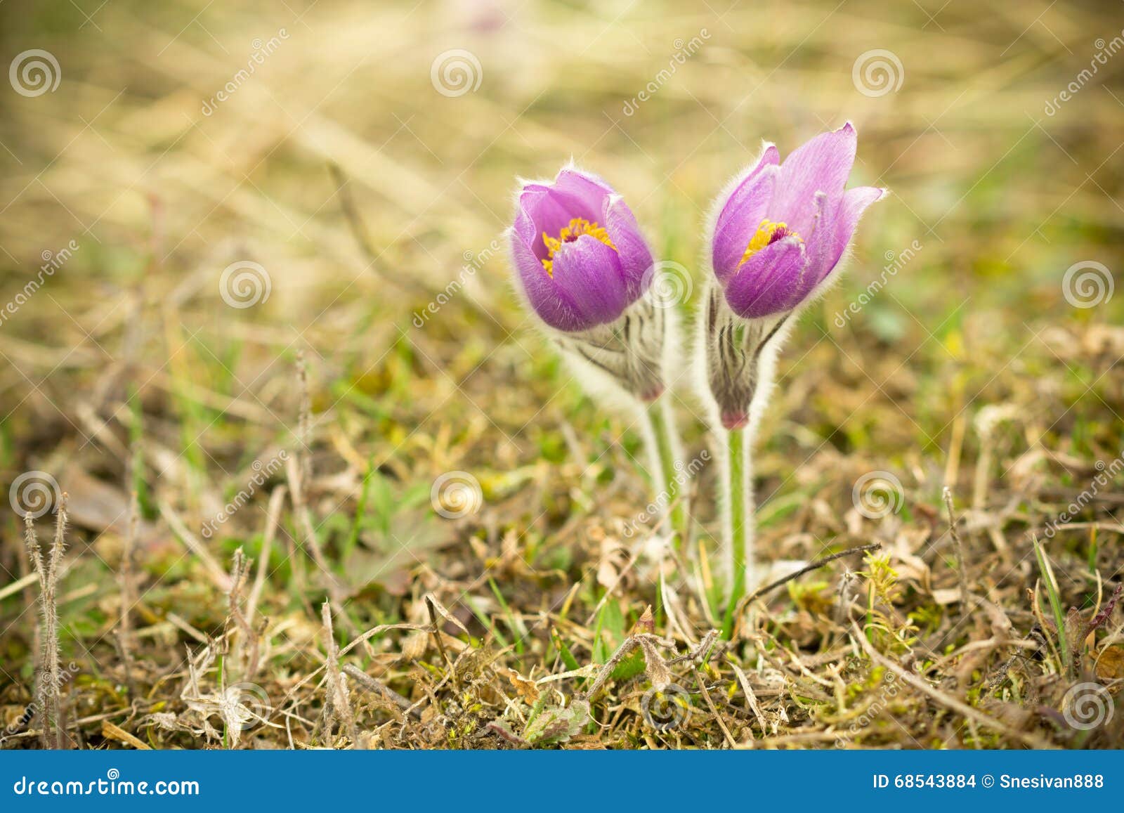 Pasque Flower at Sunrise. Closeup. Stock Photo - Image of green, botany ...