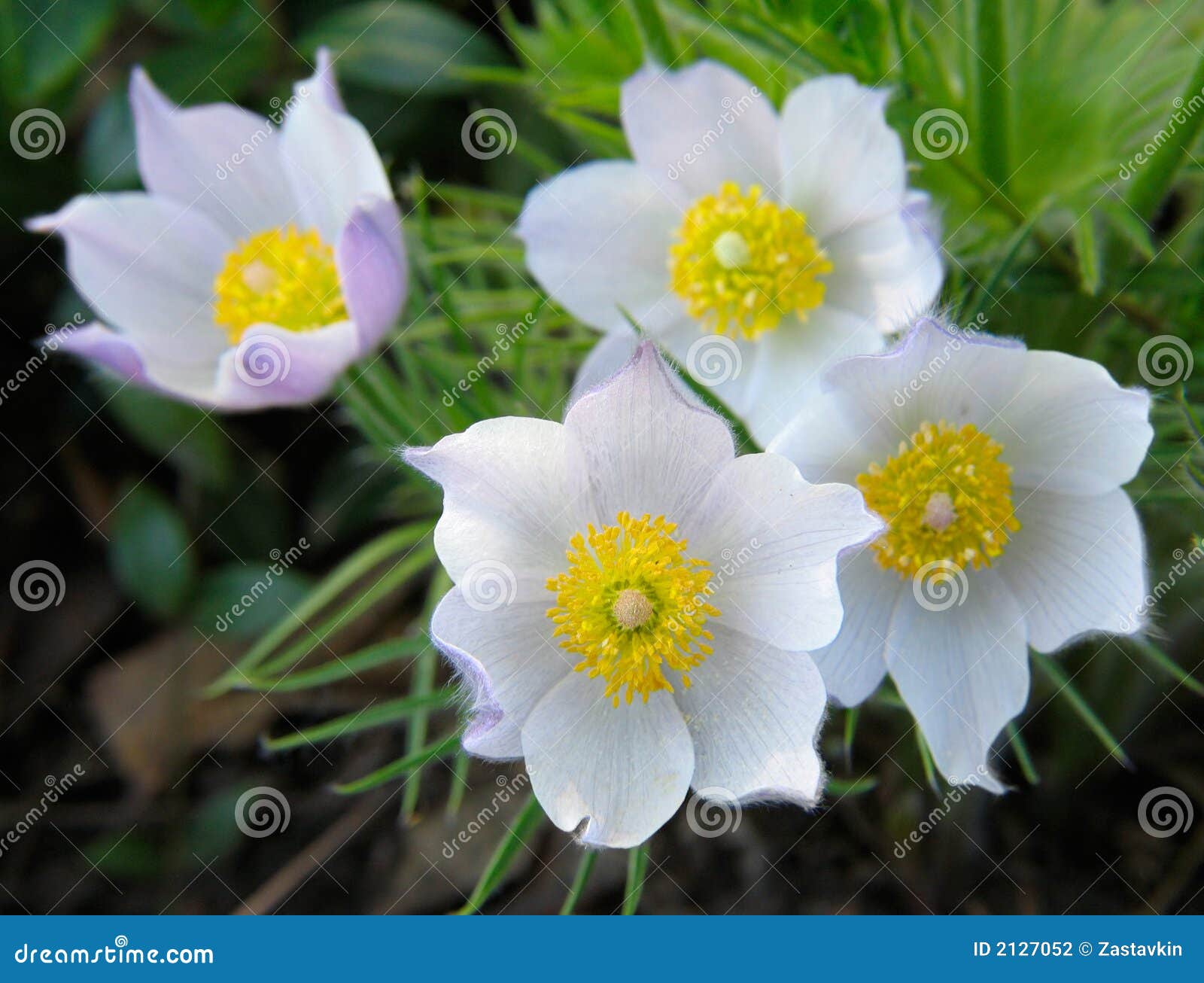 Pasque-flowers stock photo. Image of closeup, glaring - 2127052