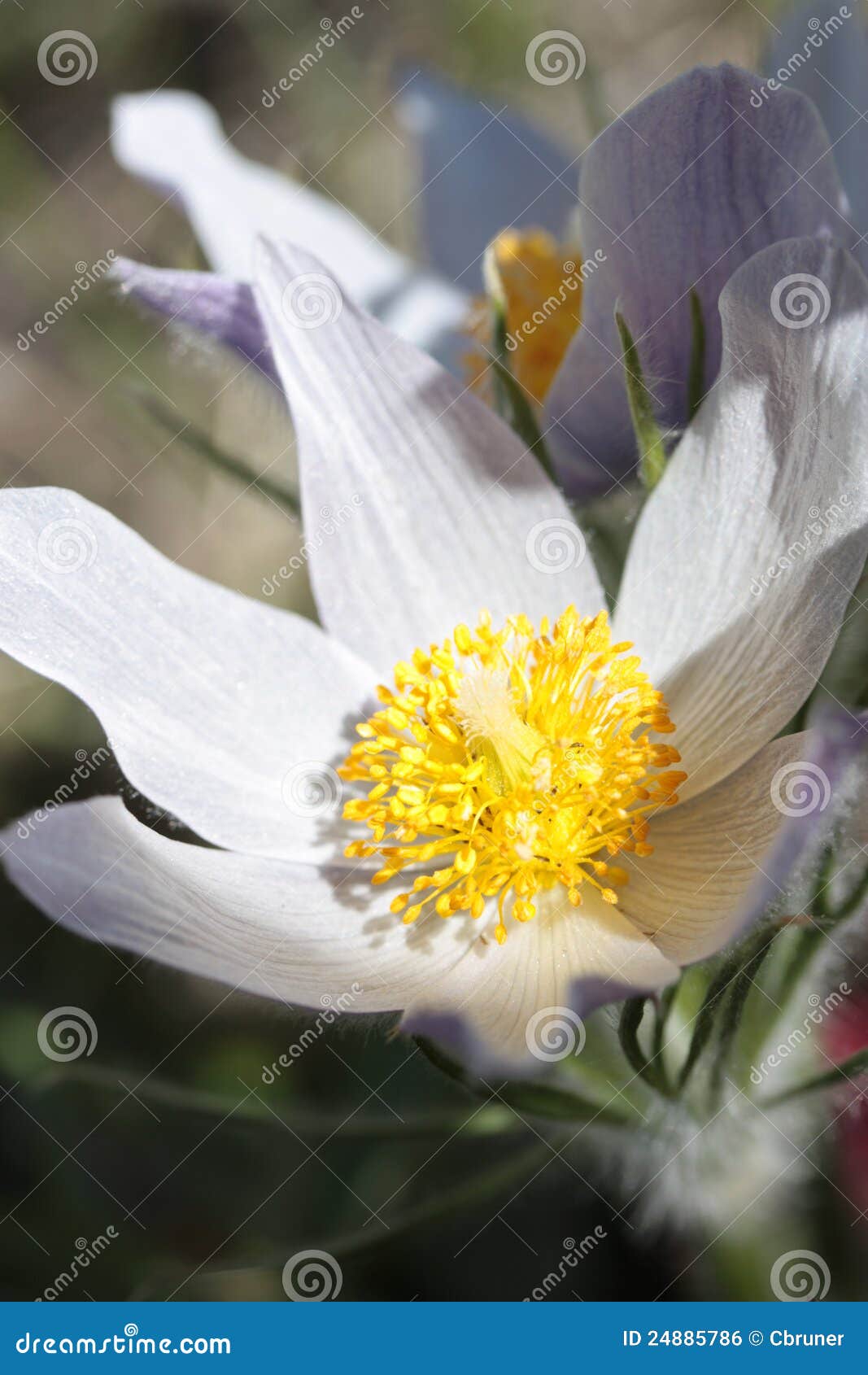 Pasque Flowers stock photo. Image of color, blooming - 24885786