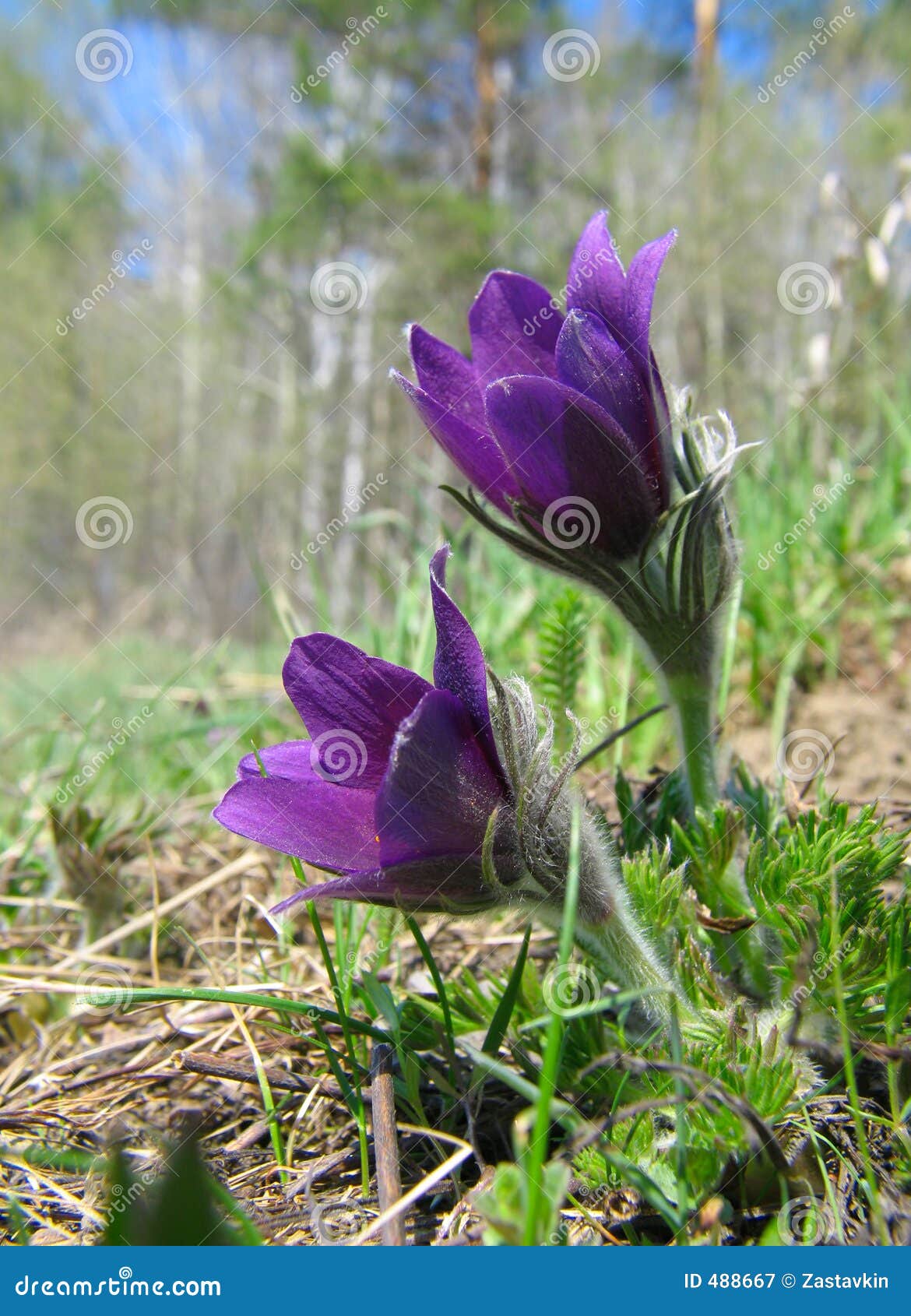 Pasque-flowers stock image. Image of floral, environment - 488667