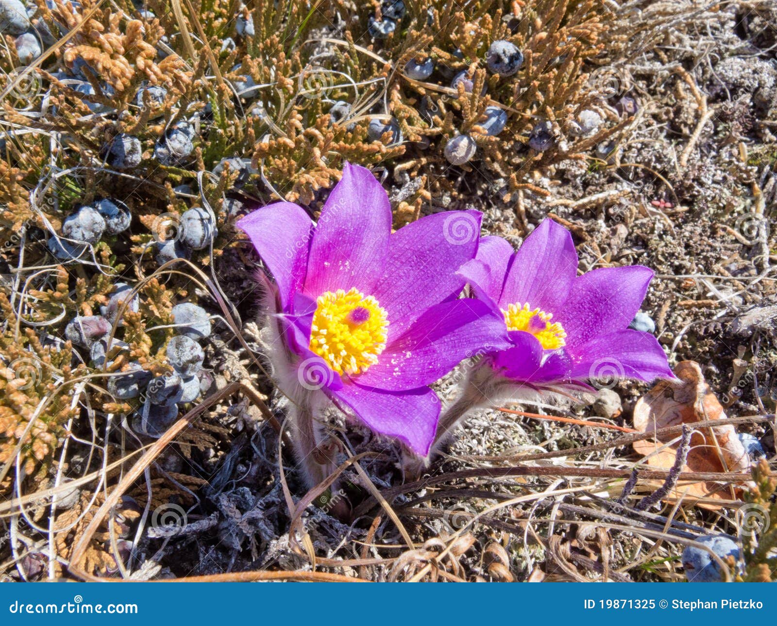 Pasque Flowers Close-up in Natural Environment Stock Image - Image of ...