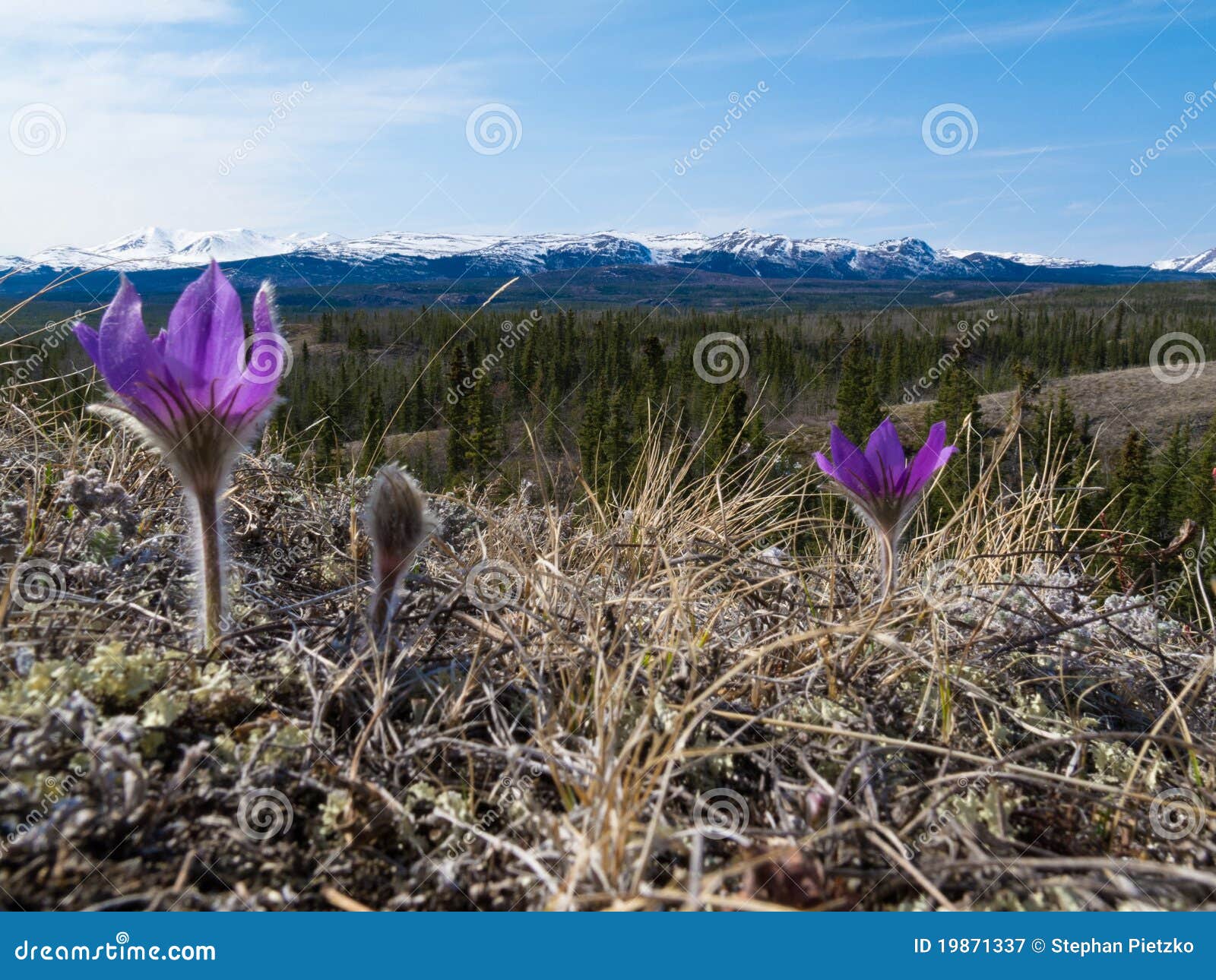 Pasque Flowers Close-up in Natural Environment Stock Image - Image of ...