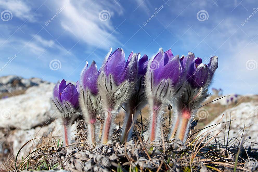 Pasque Flowers in Mountains Stock Photo - Image of natural, botany ...
