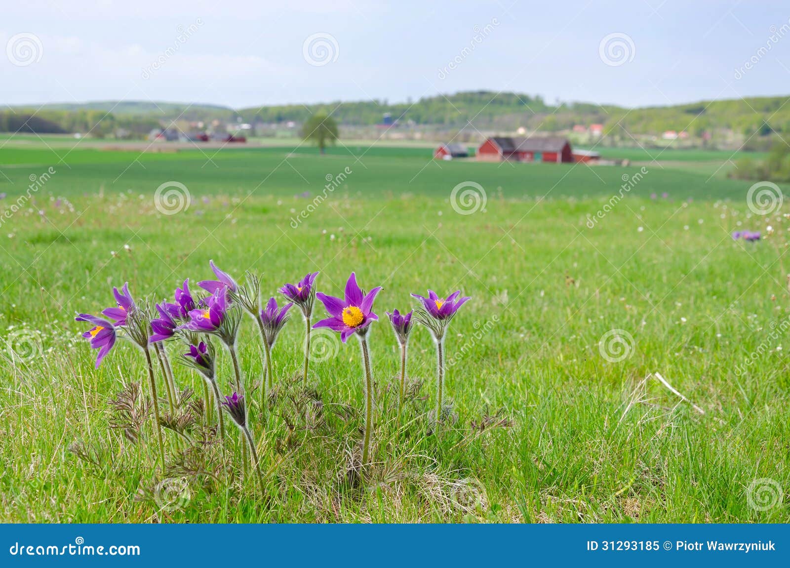 Pasque flowers in Sweden stock image. Image of perennial - 31293185