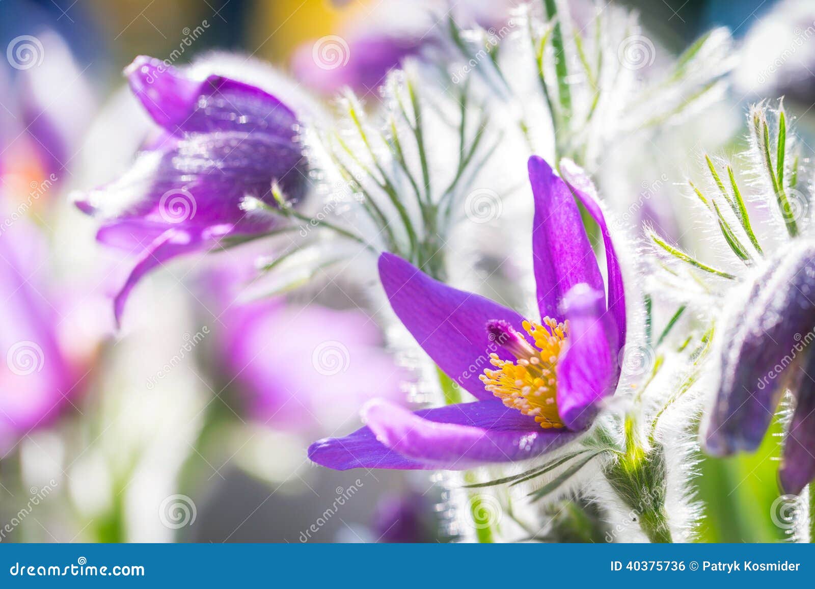 Pasque spring flowers stock photo. Image of bush, botanic - 40375736