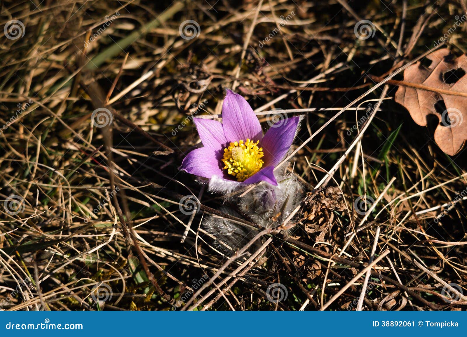 Pasqueflower - Early Spring Flower Stock Image - Image of garden, park ...