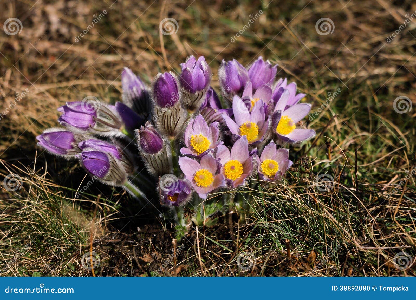 Pasqueflower - Early Spring Flower Stock Photo - Image of detail ...