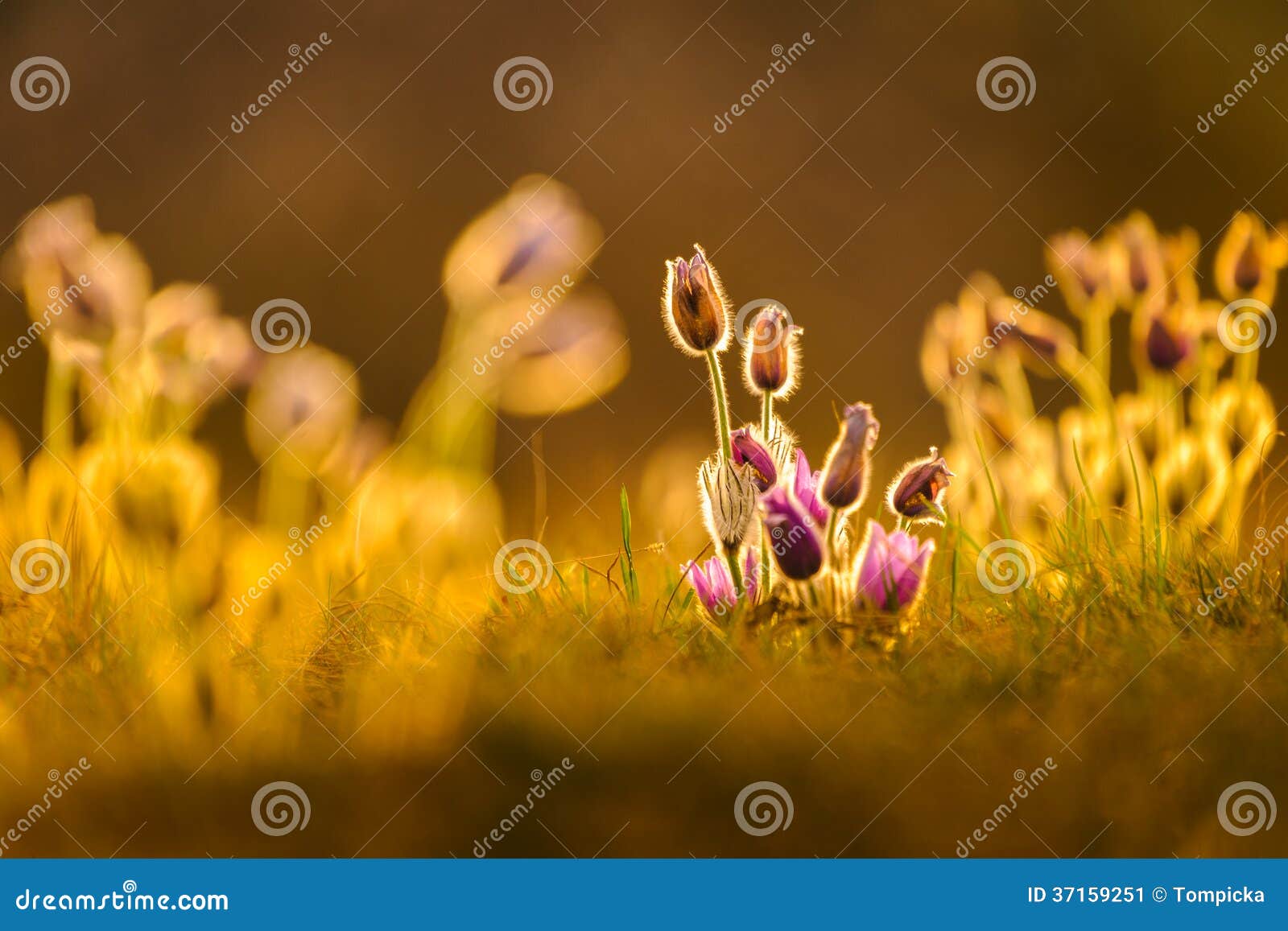 Pasqueflowers in spring stock image. Image of violet - 37159251