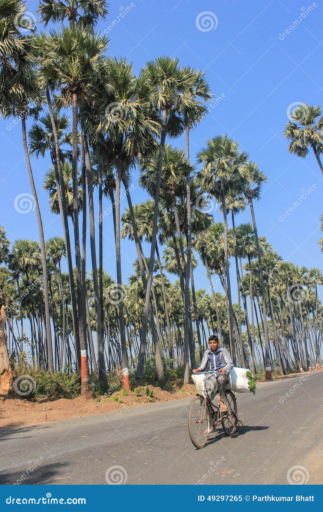 Pass through Date Palm Trees Farm Editorial Image - Image of pinnate ...