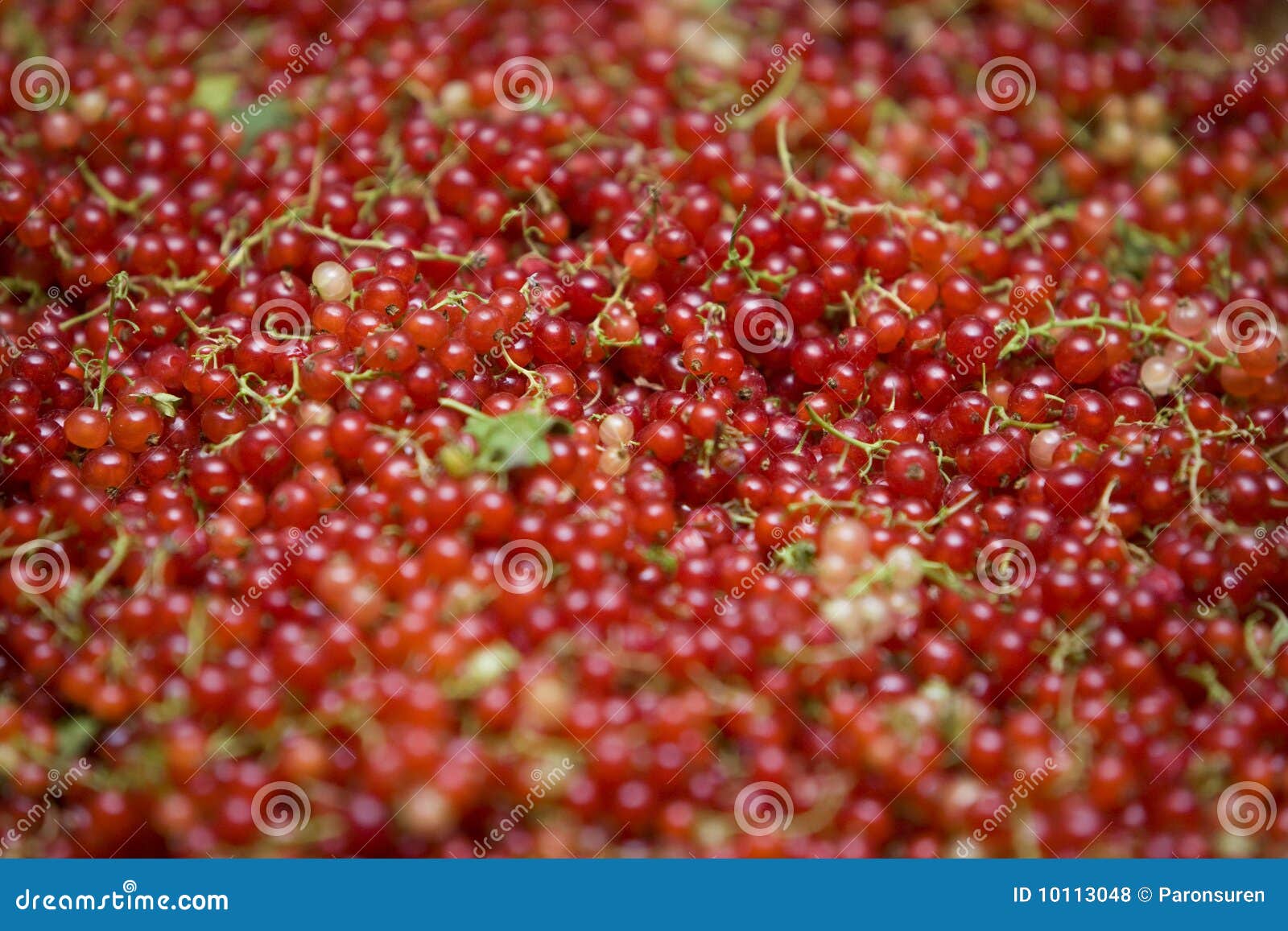 Passa de Corinto vermelha foto de stock. Imagem de frutado - 10113048