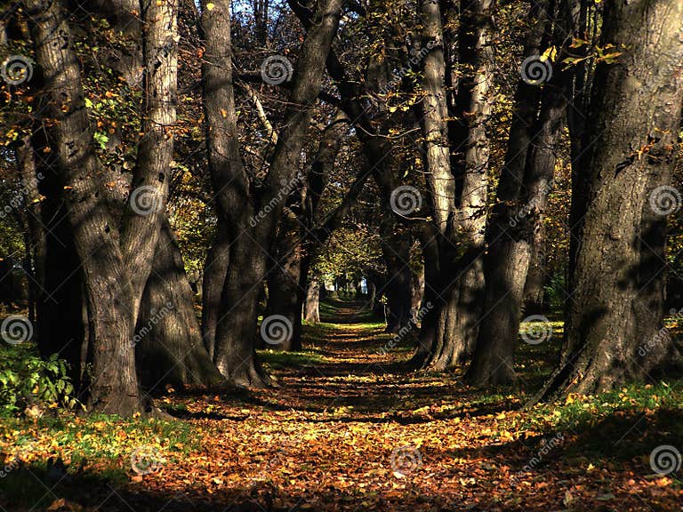 Passage stock photo. Image of late, park, tree, natural - 12583688