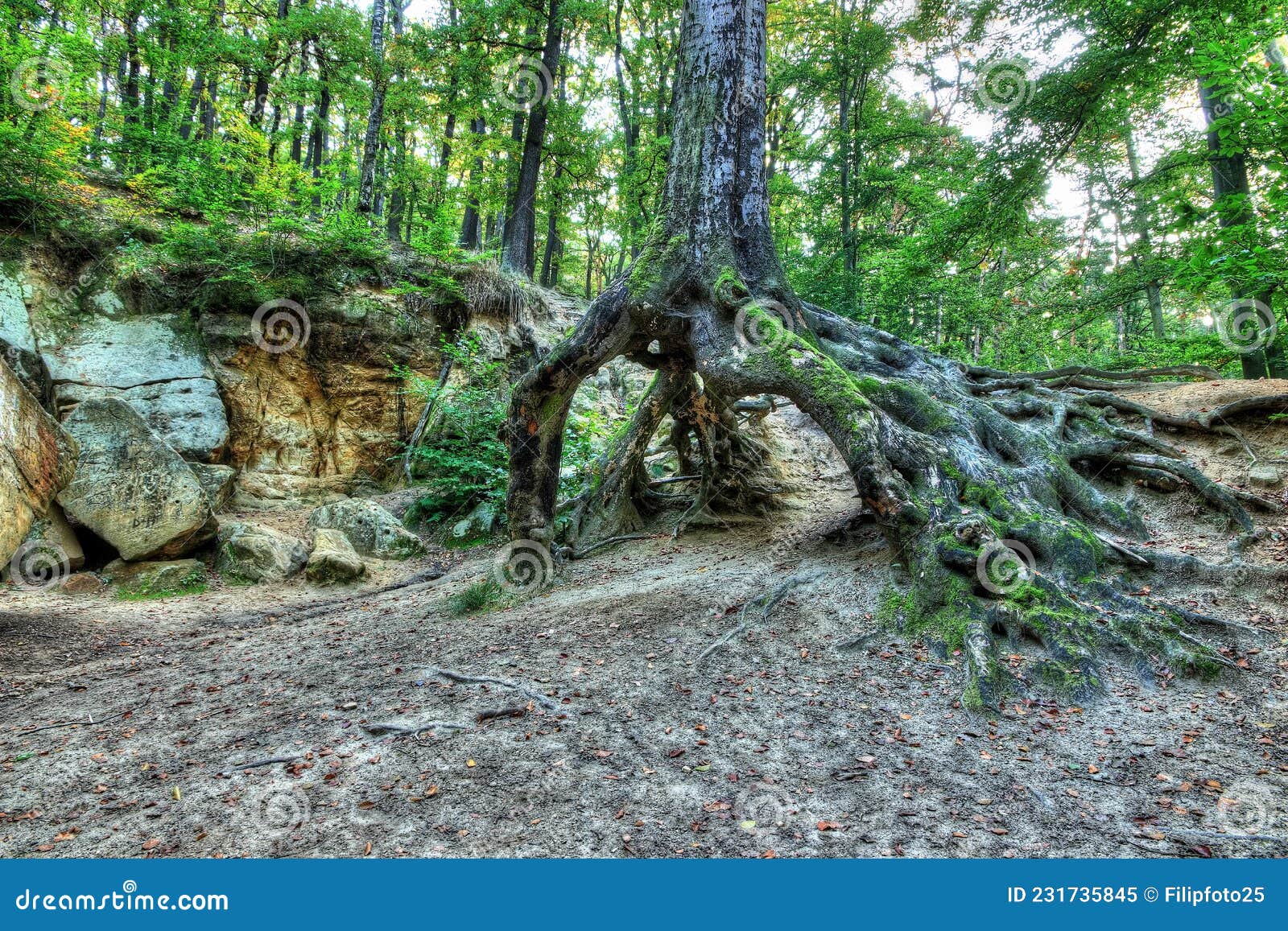 Old Beech Tree Has Roots Above the Ground Stock Image - Image of root ...
