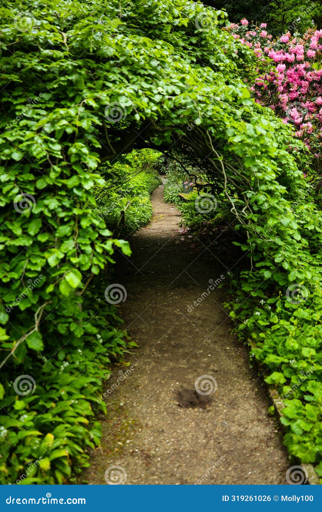 Passage in the Botanical Garden, Plants, Green Path Stock Photo - Image ...