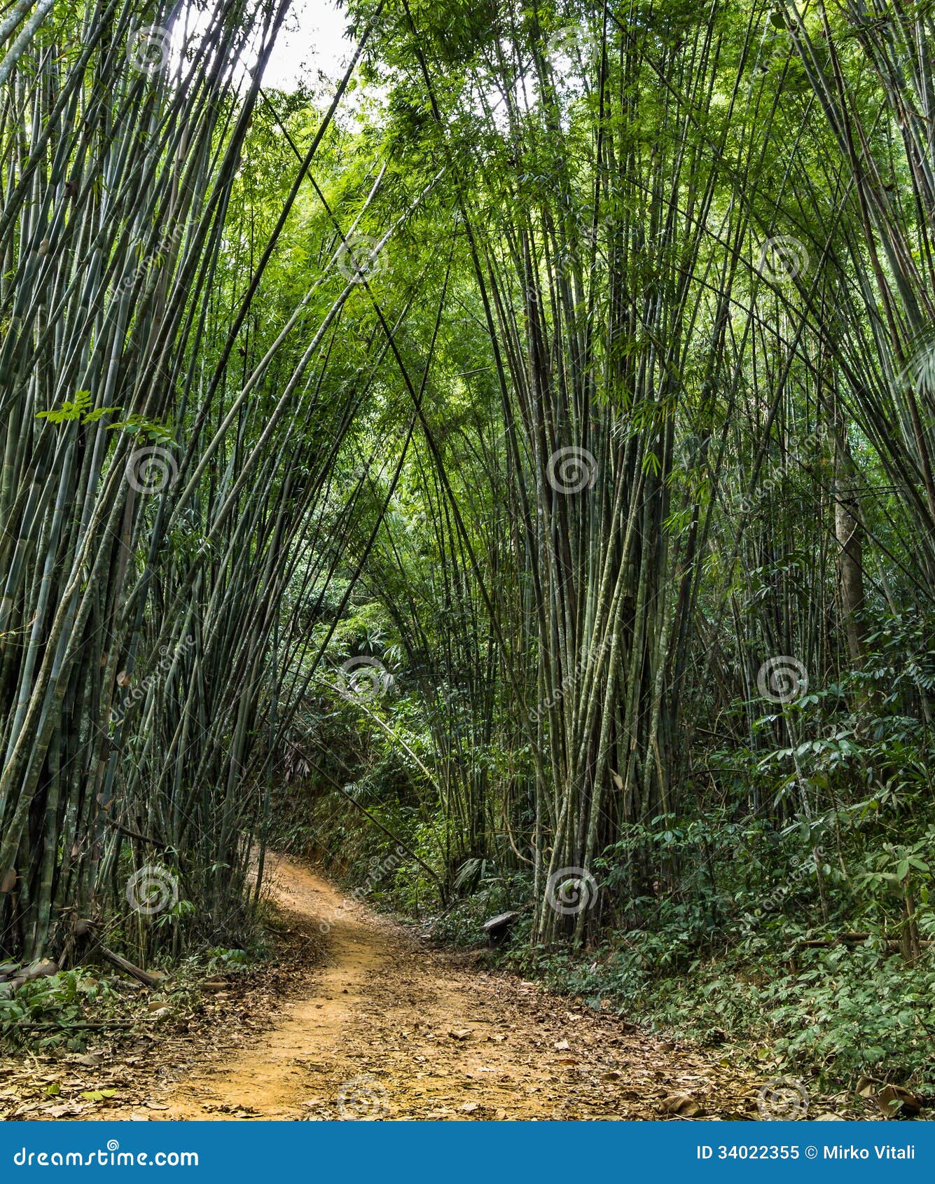 Passage in the Forest stock image. Image of national - 34022355