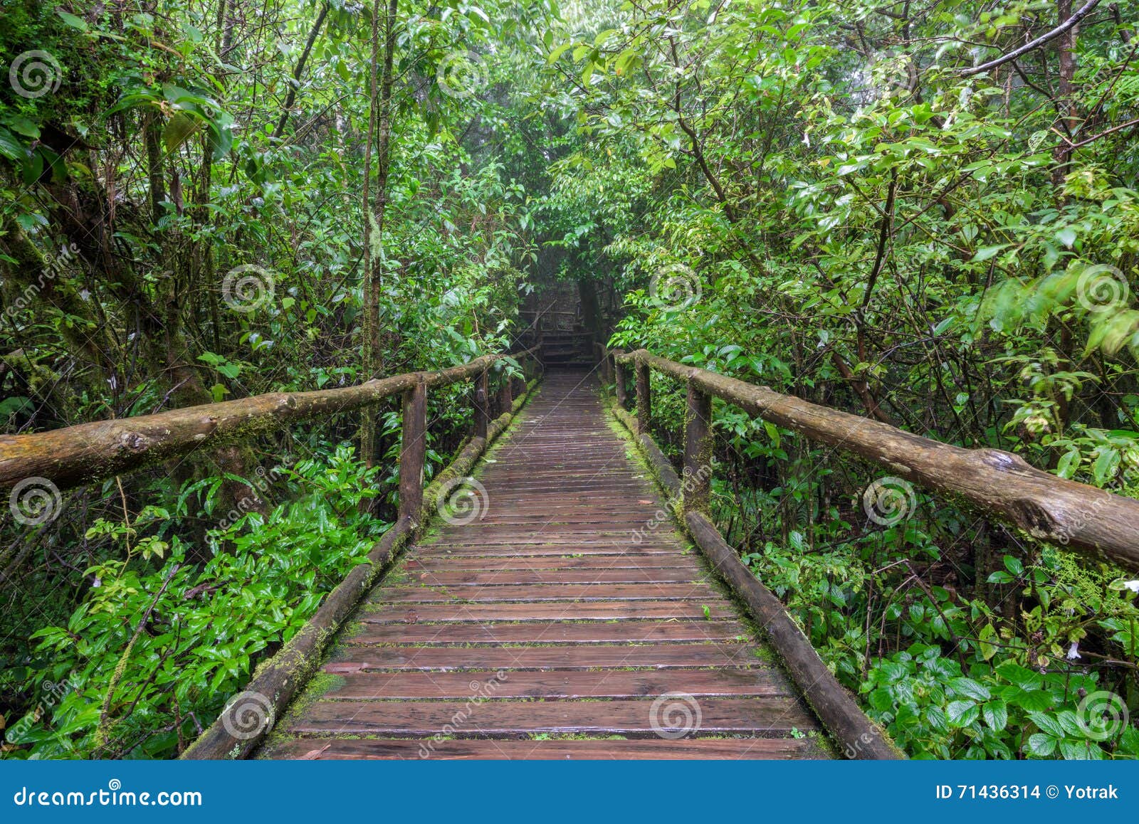Passage in het oerwoud stock foto. Image of daglicht - 71436314