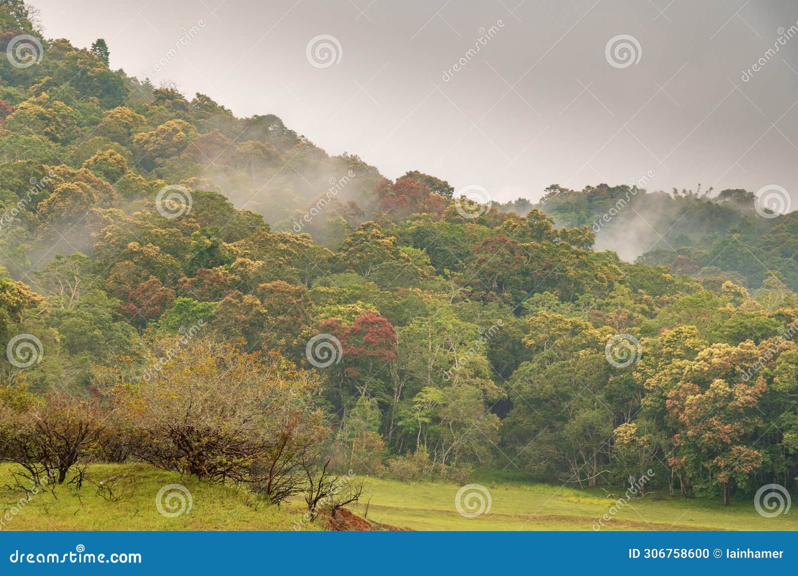 Periyar Tiger Reserve, Thekkady, India Editorial Image - Image of ...