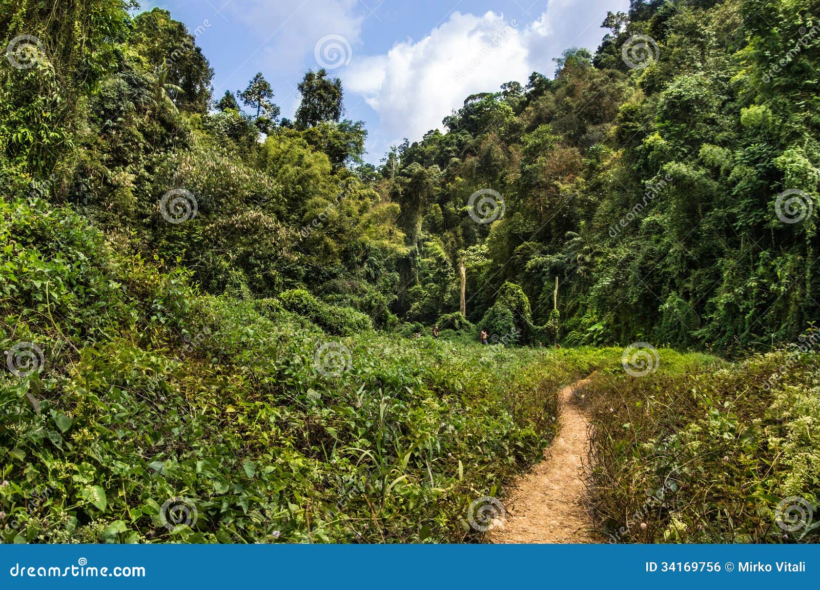 Passage in the Jungle stock photo. Image of green, color - 34169756