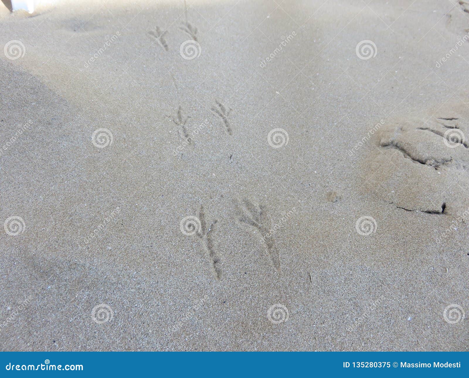 Seagull footprints stock image. Image of passage, feet - 135280375