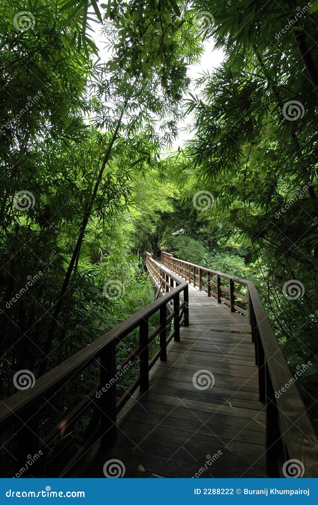 Passage to Forest stock photo. Image of tropical, tree - 2288222