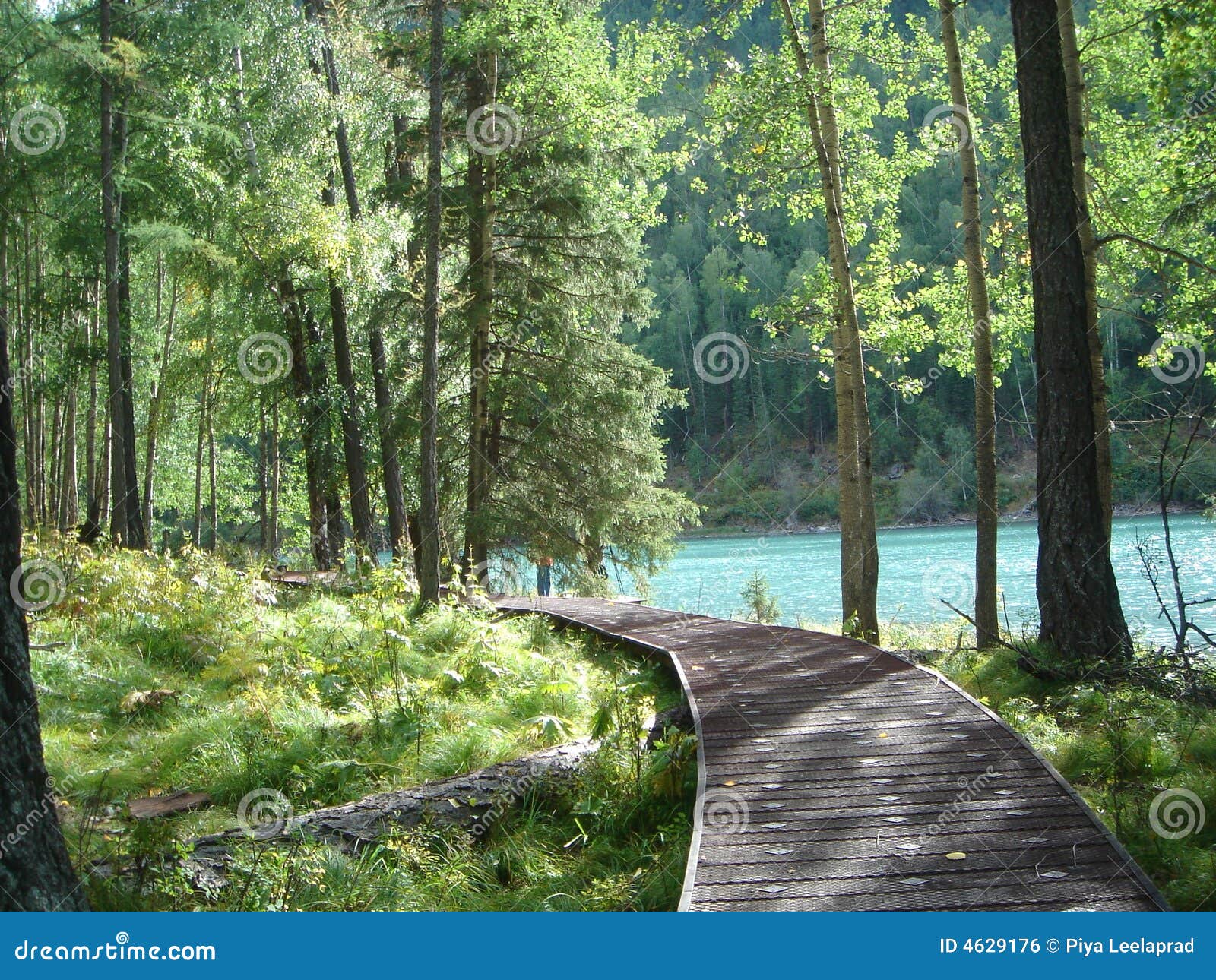 Passage Trail into the Forest Stock Photo - Image of pure, river: 4629176