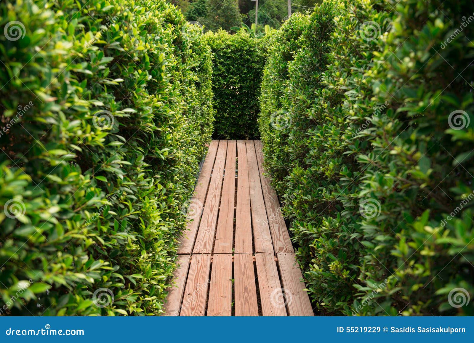 Box-tree Hedge Destroyed By A Box-tree Caterpillar In The Netherlands ...