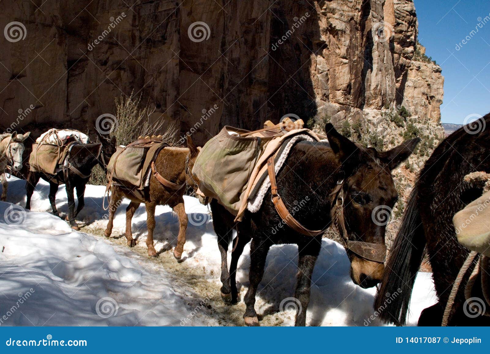 Passando mulas imagem de stock. Imagem de mochila, caminhada - 14017087