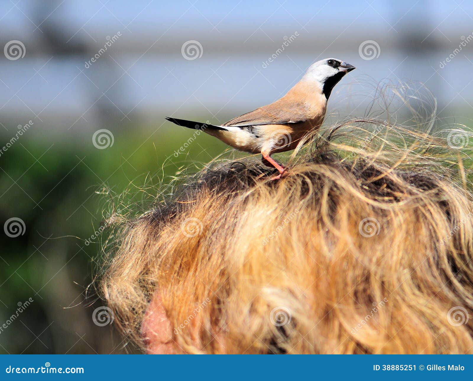 Passarinho De Cauda Longa Que Está No Cabelo Louro Da Mulher Imagem de ...