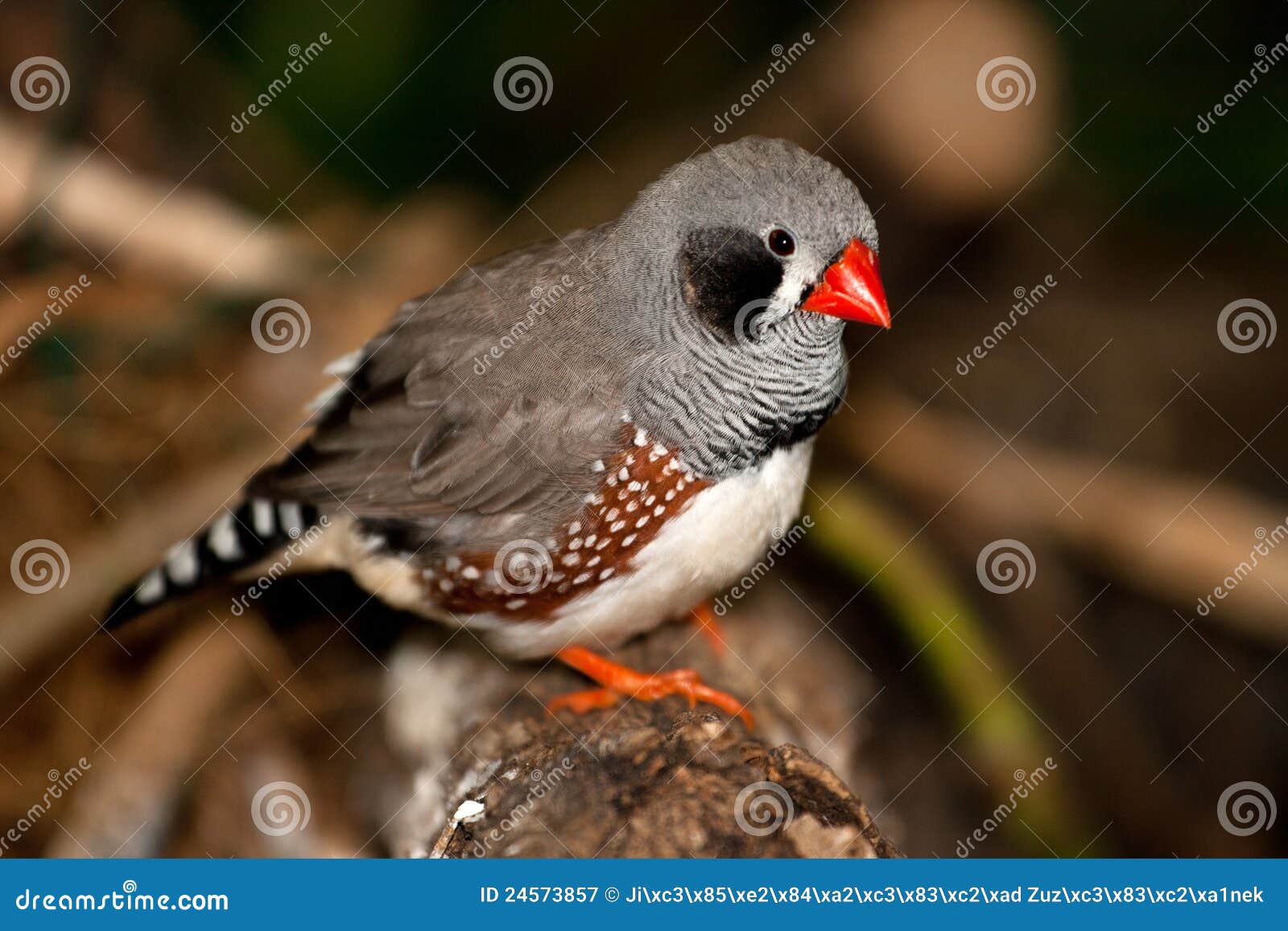 Passarinho de zebra imagem de stock. Imagem de pequeno - 24573857