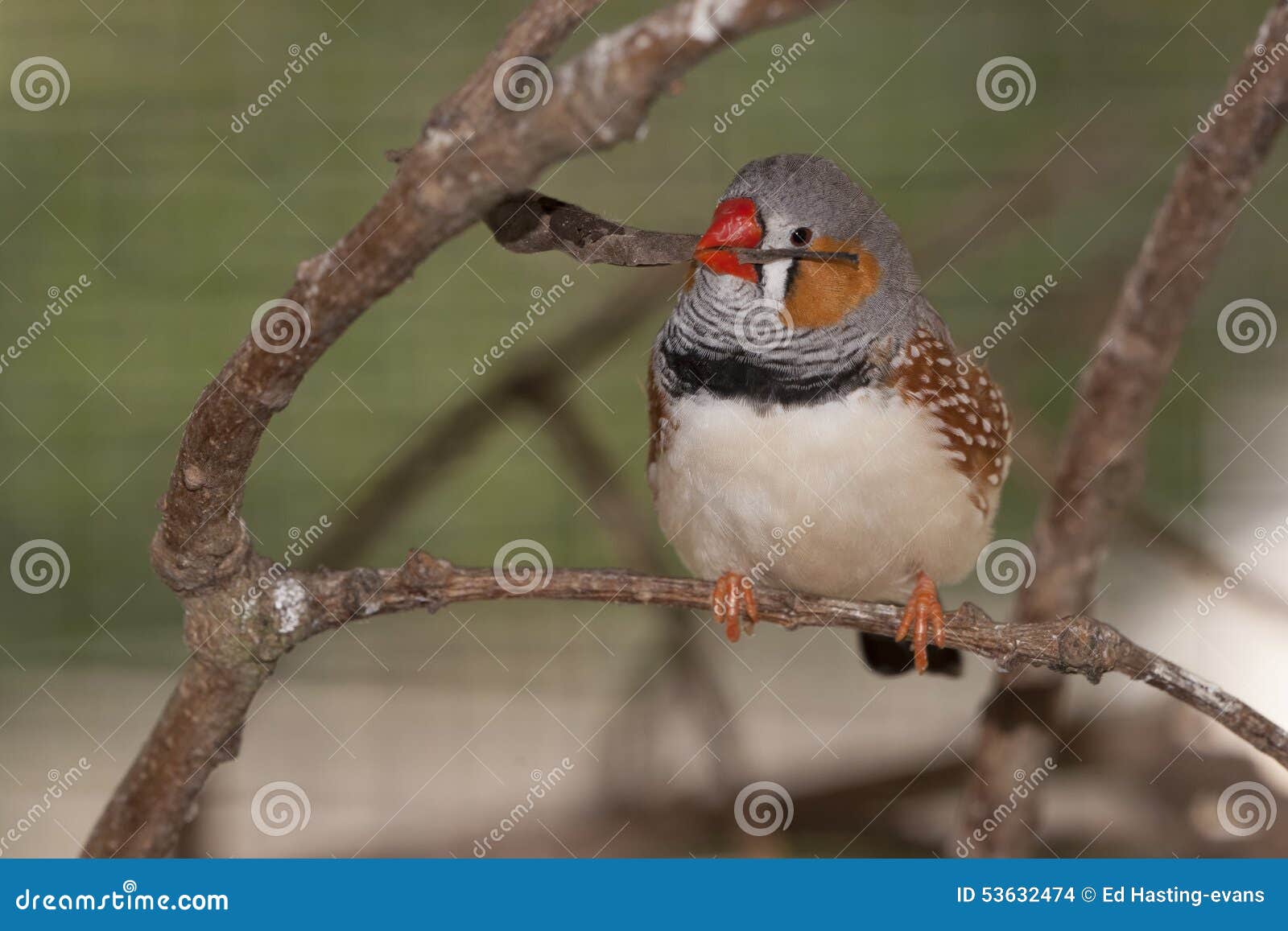 Passarinho de zebra foto de stock. Imagem de assento - 53632474