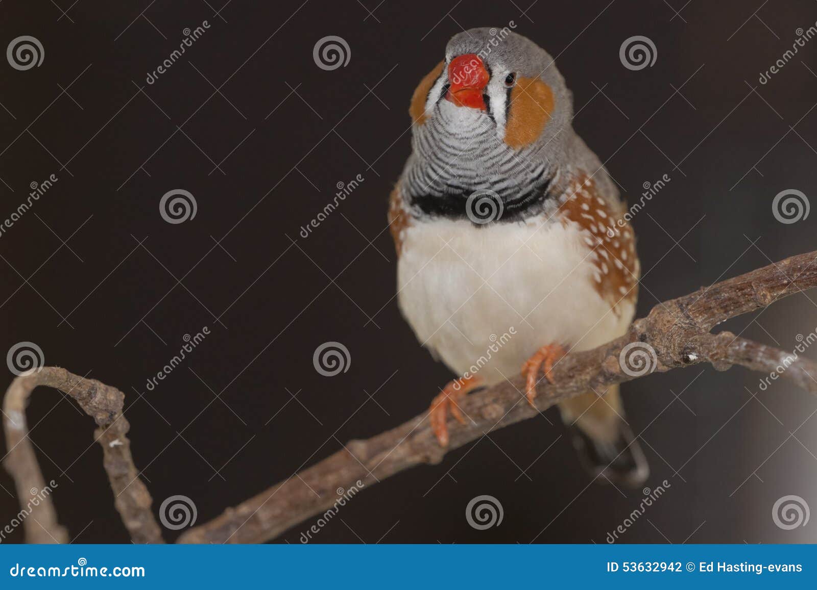 Passarinho de zebra foto de stock. Imagem de penas, vermelho - 53632942
