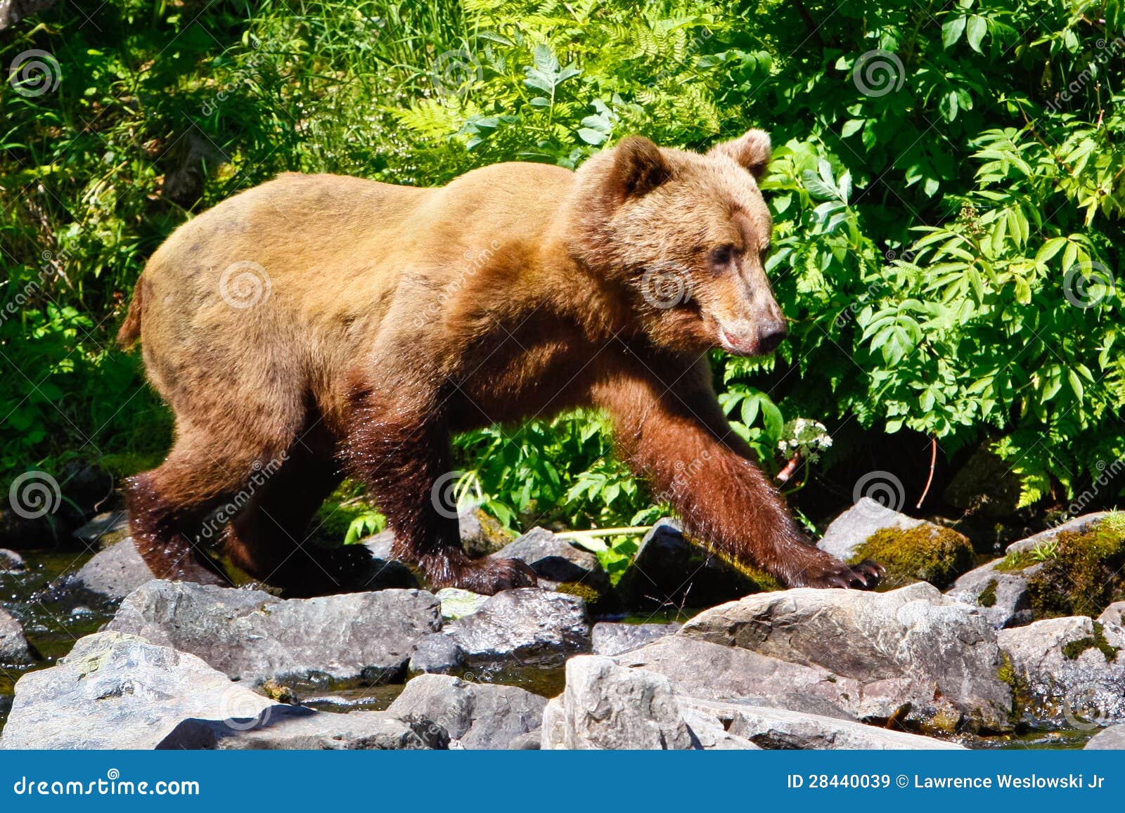Passeio Do Urso De Urso De Alaska Brown Imagem de Stock - Imagem de ...
