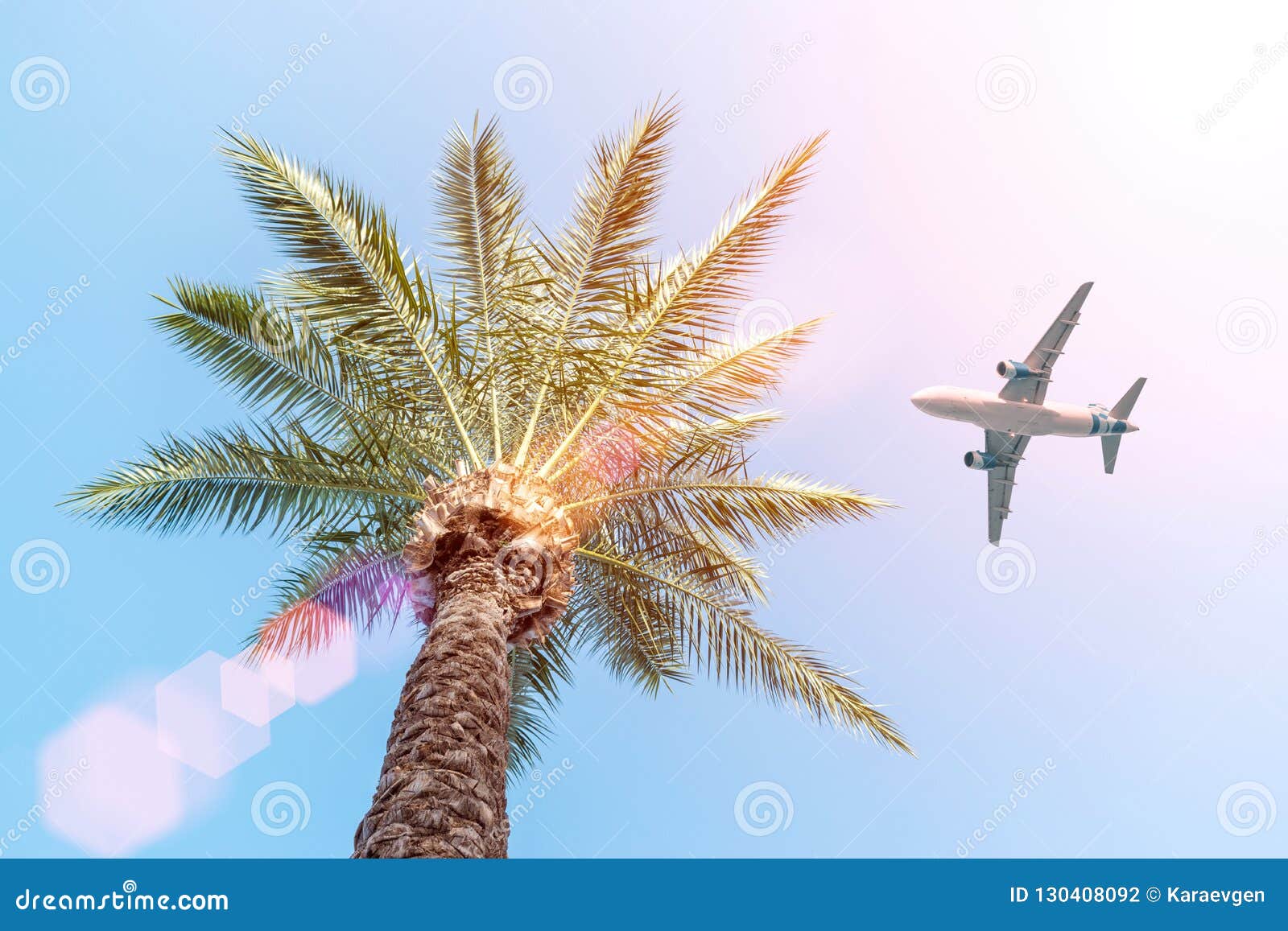 Passenger Airplane Flying Above the Palm Tree Against the Blue Sky ...
