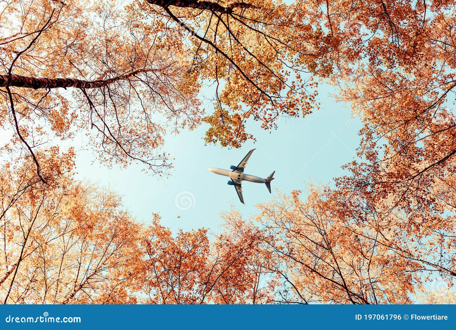 Passenger Airplane Flying between Autumn Maple Trees in the Forest ...