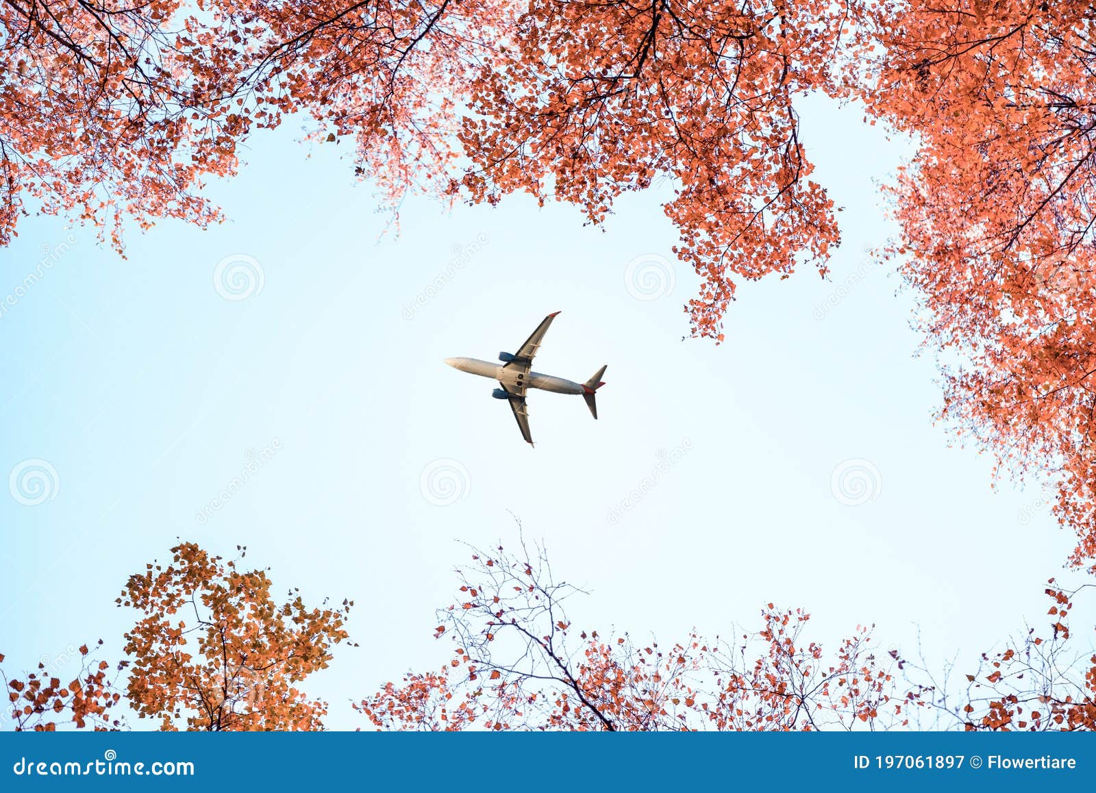 Passenger Airplane Flying between Autumn Maple Trees in the Forest ...