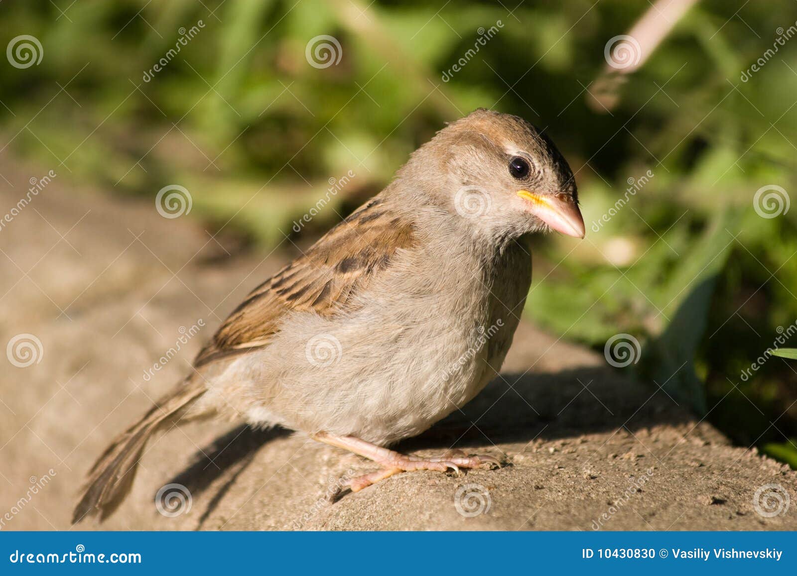 Passer domesticus stock photo. Image of passer, aves - 10430830